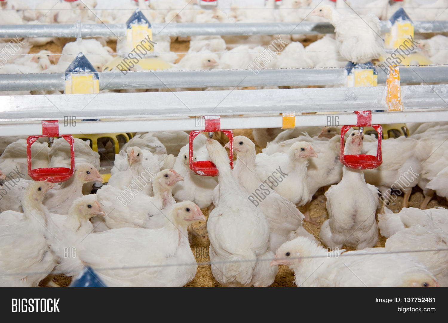 Young Broiler Chickens Image & Photo (Free Trial) | Bigstock
