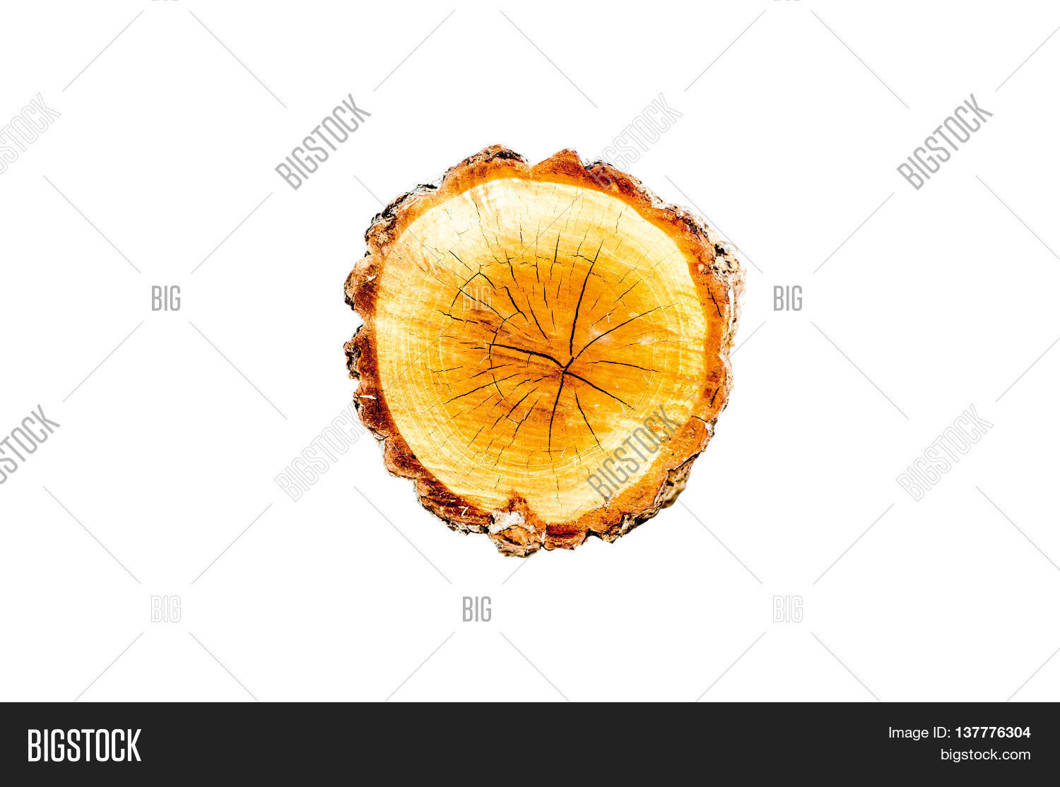 Top View Tree Stump Image & Photo (Free Trial) | Bigstock