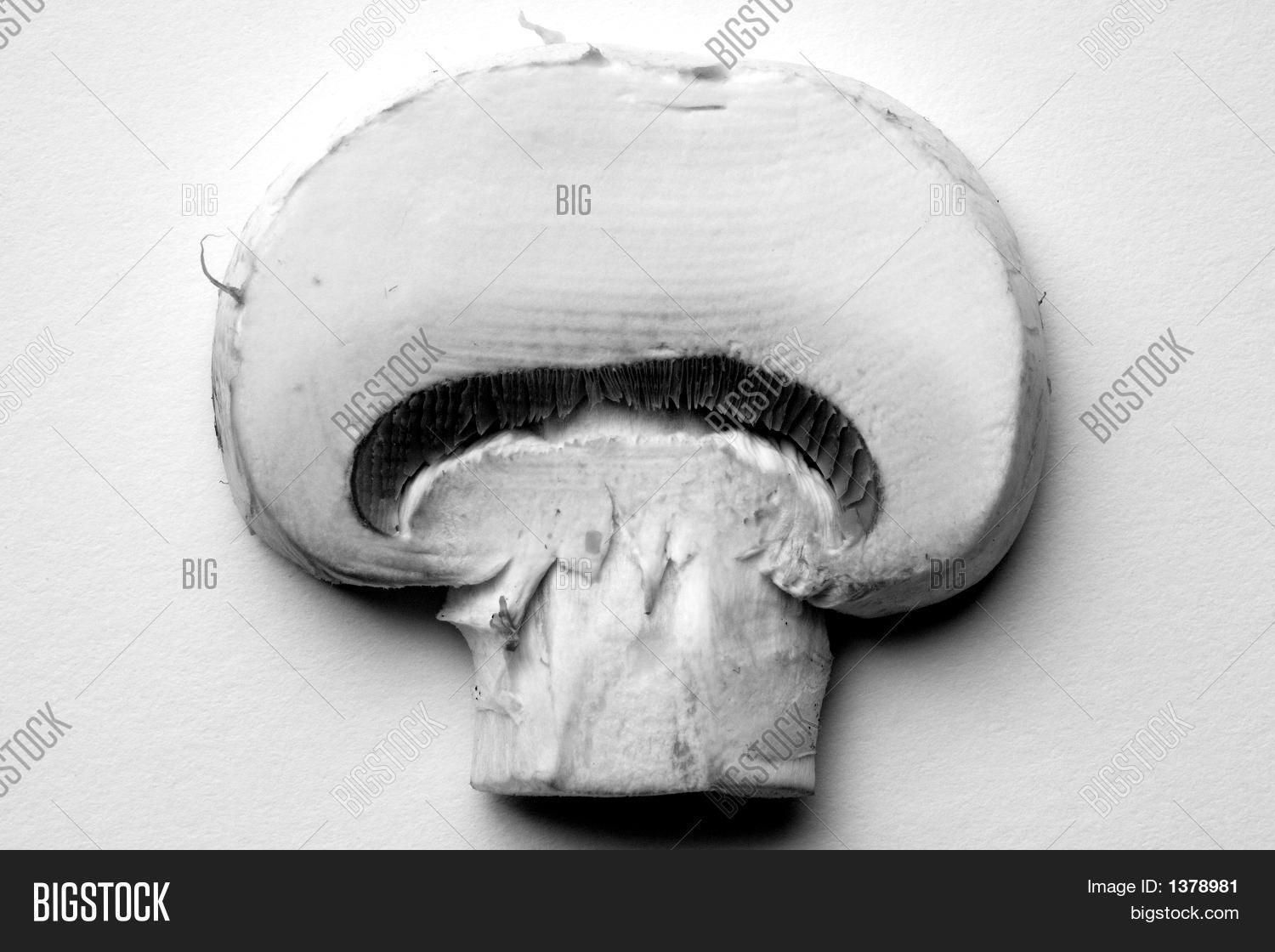 Mushroom Slice Image & Photo (Free Trial) | Bigstock