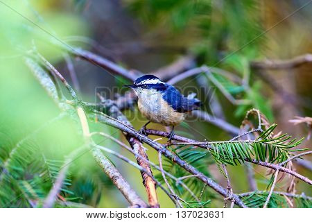 Red Bellied Nuthatch Image & Photo (Free Trial) | Bigstock