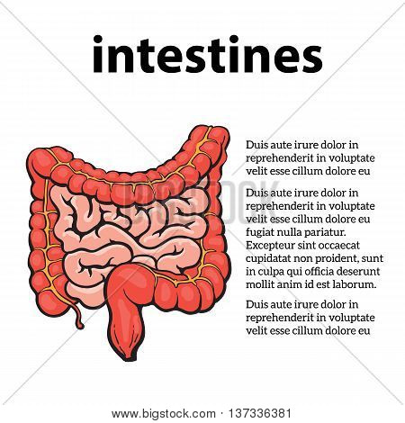 Structure Human Colon Image & Photo (Free Trial) | Bigstock