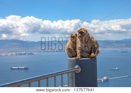 Famous Wild Macaques Image & Photo (Free Trial) | Bigstock