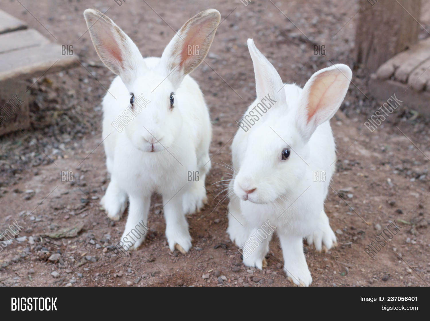 White Rabbit Select Image & Photo (Free Trial) | Bigstock