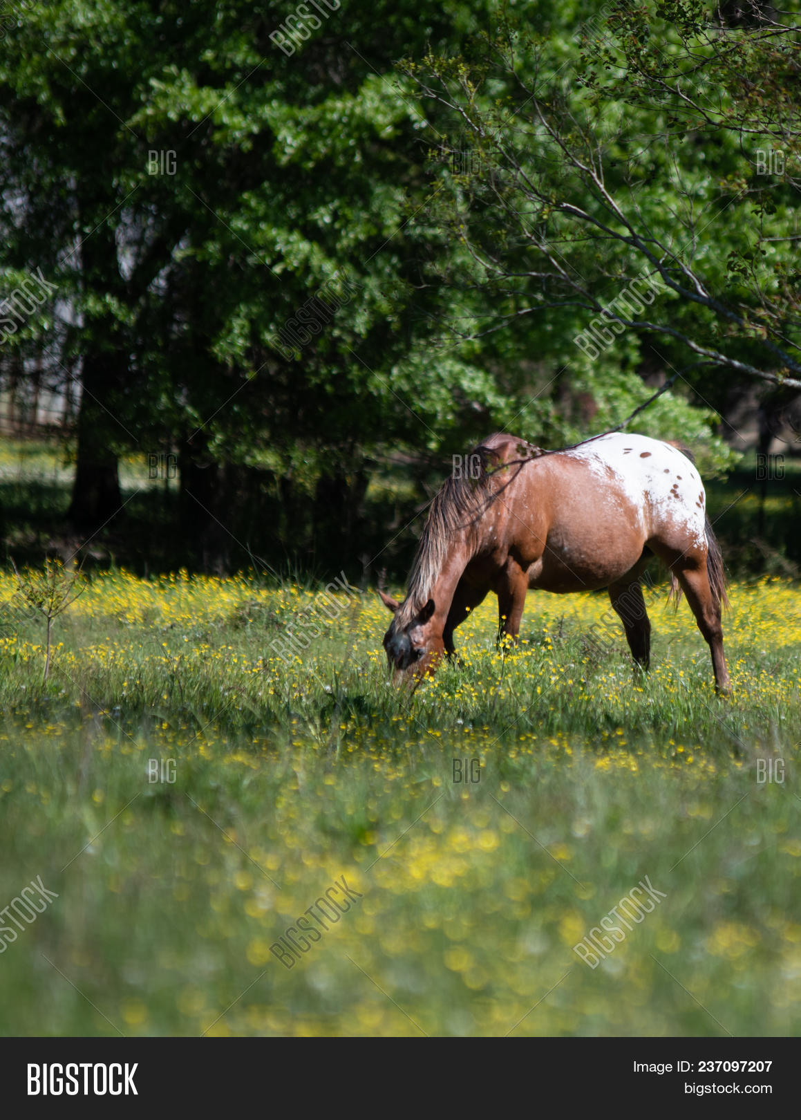 Appaloosa Gelding Image & Photo (Free Trial) | Bigstock