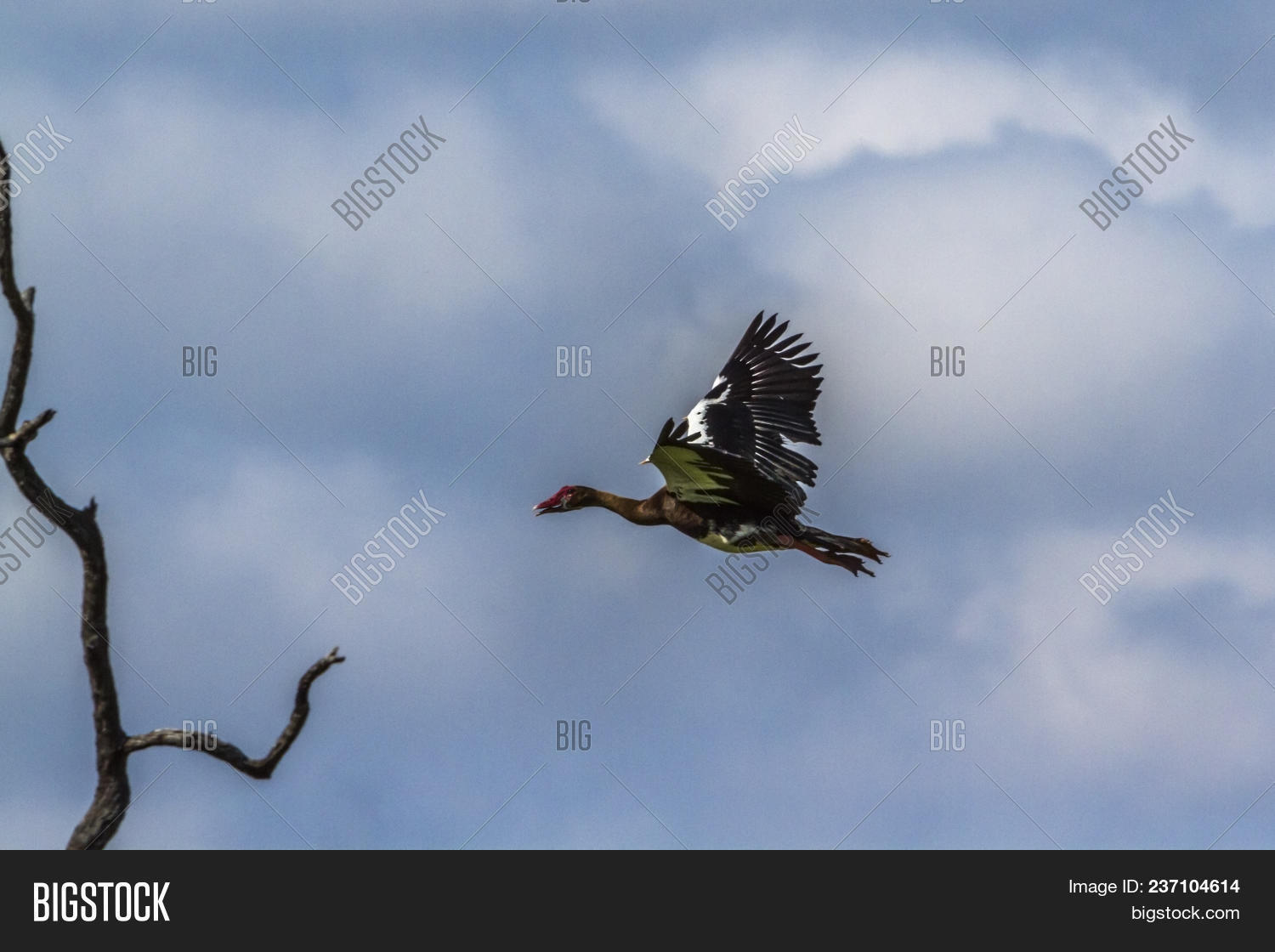 Spur-winged Goose Image & Photo (Free Trial) | Bigstock