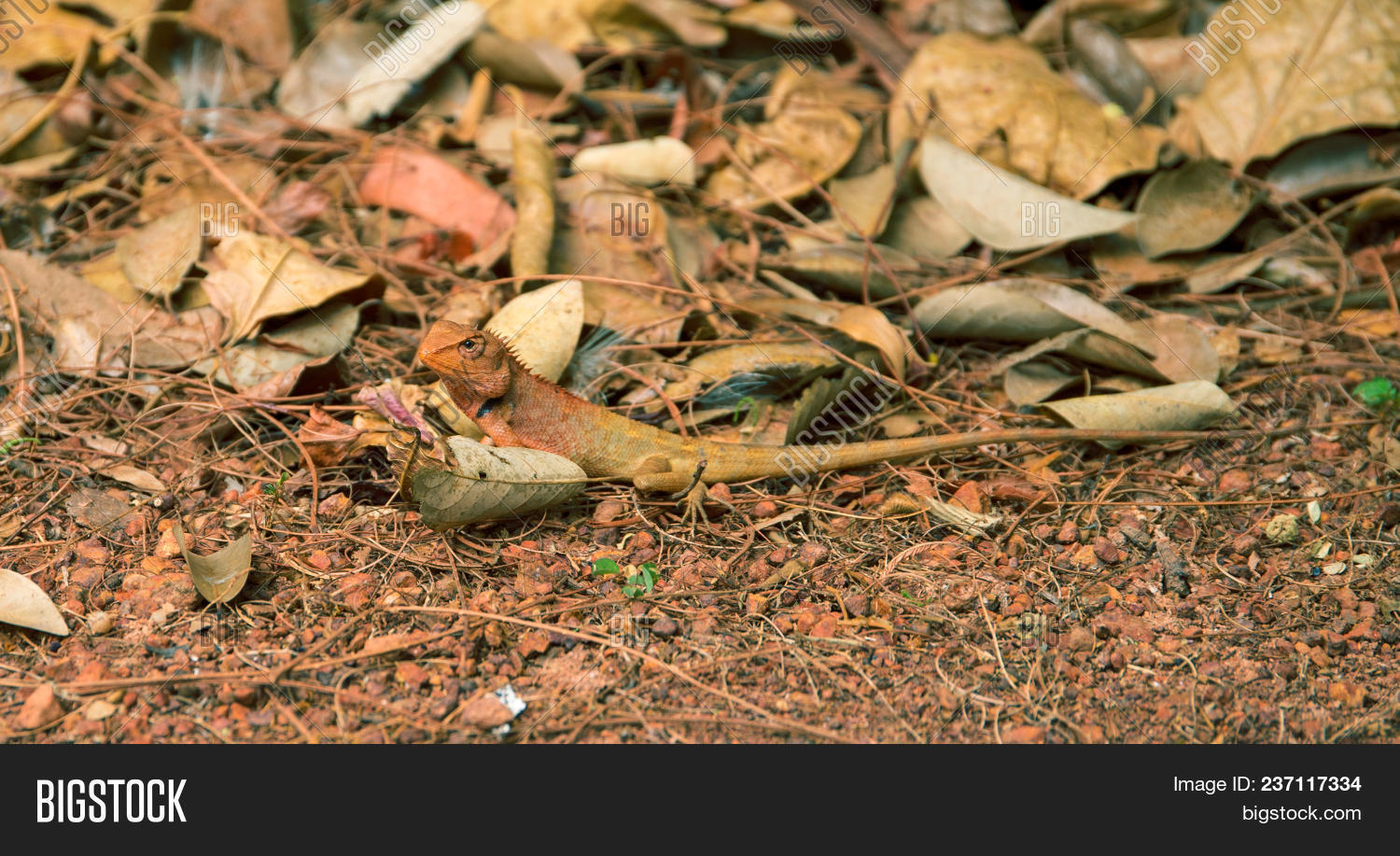 Orange Lizard On Image & Photo (Free Trial) | Bigstock