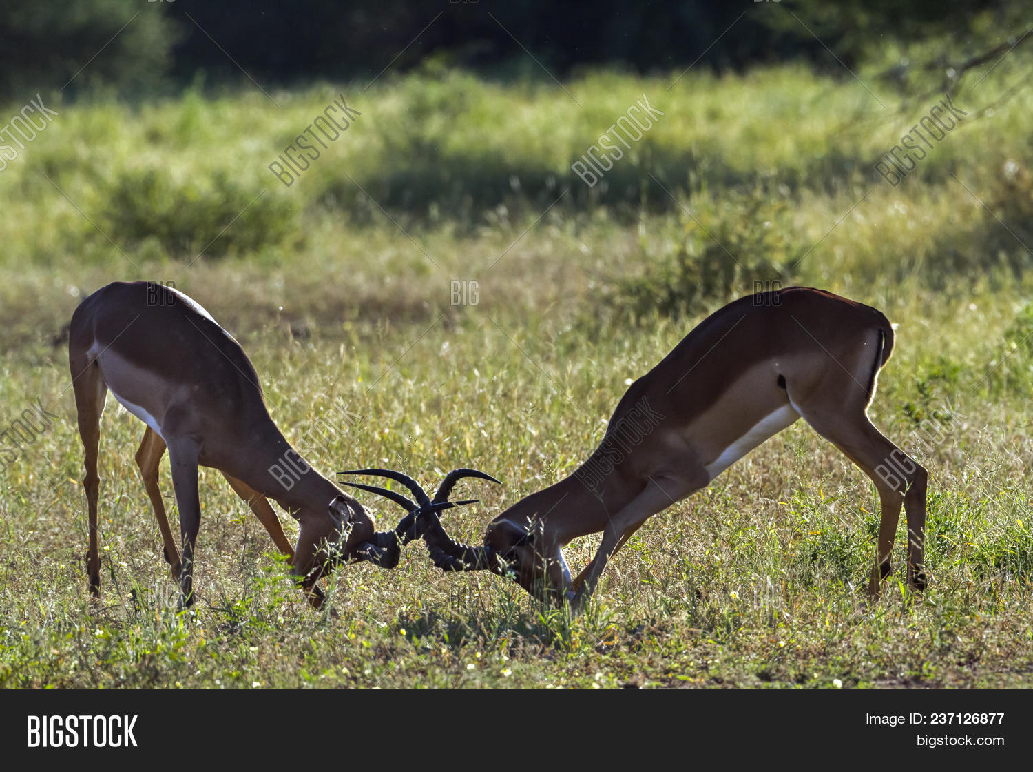 Common Impala Image & Photo (Free Trial) | Bigstock