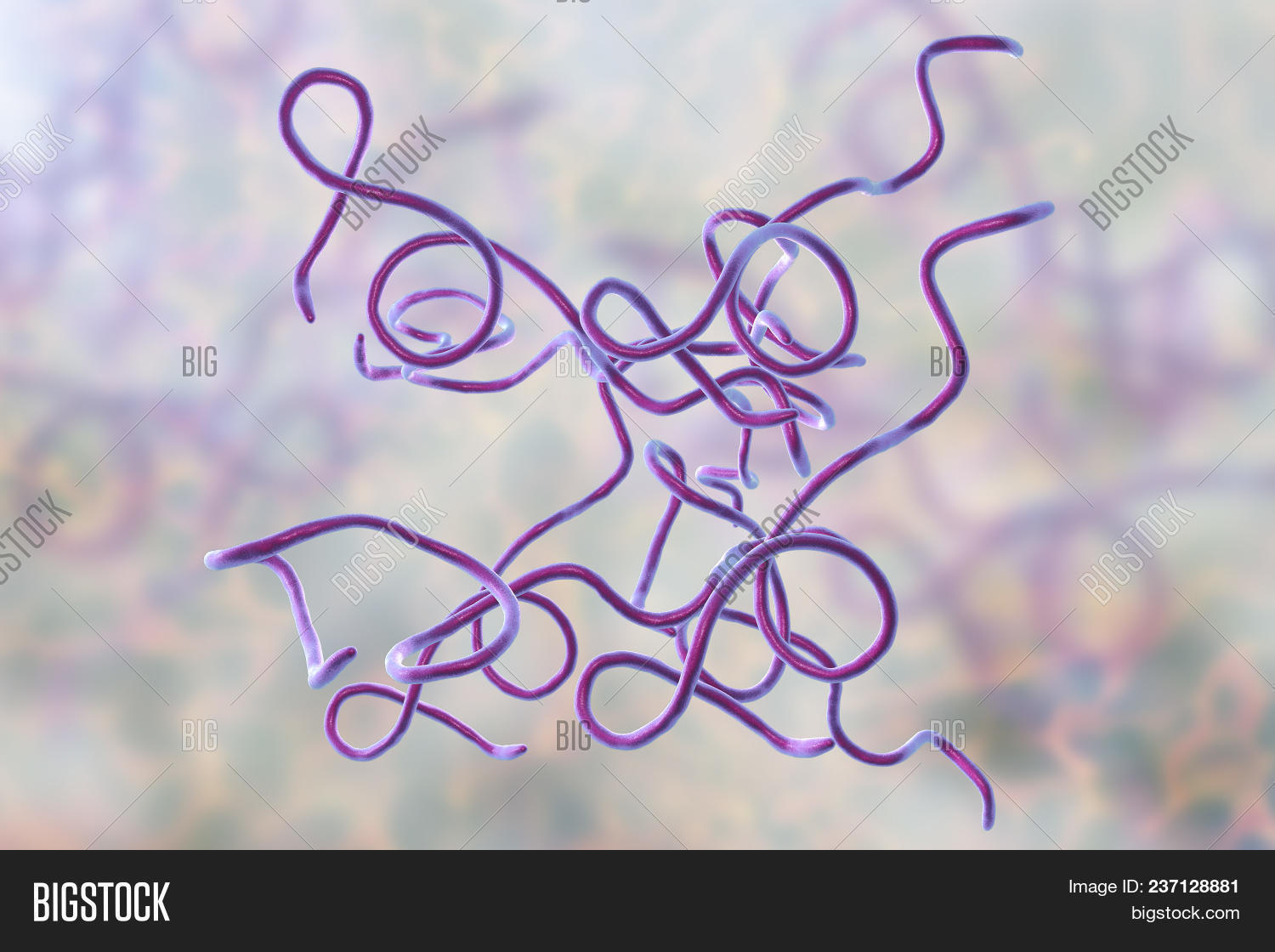 Lyme Disease Bacteria Image & Photo (Free Trial) | Bigstock