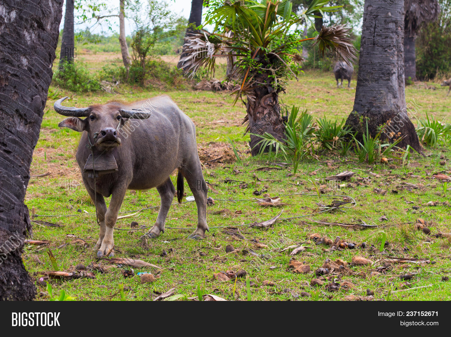 Carabao