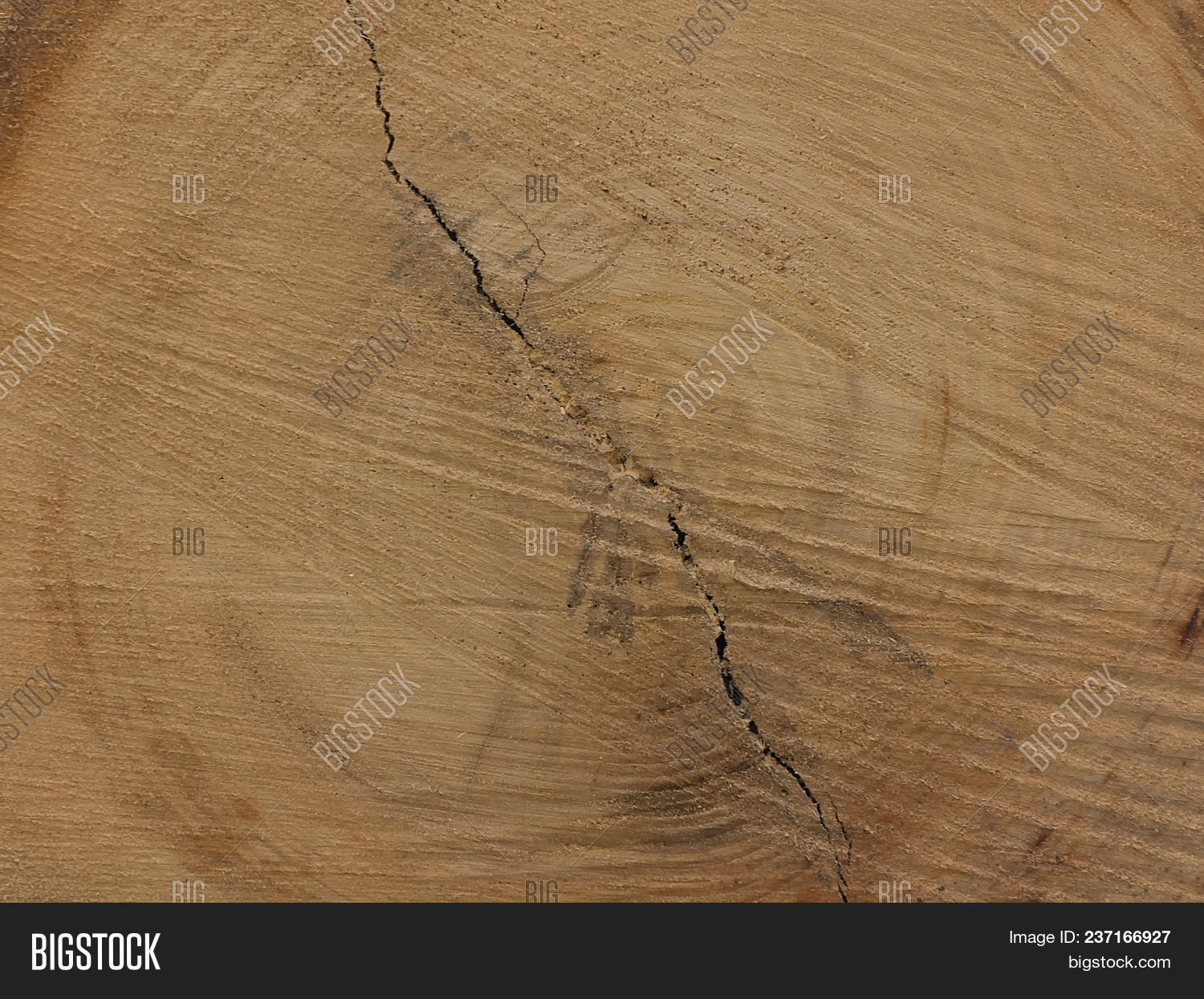 Sawn End Log Showing Image & Photo (Free Trial) | Bigstock