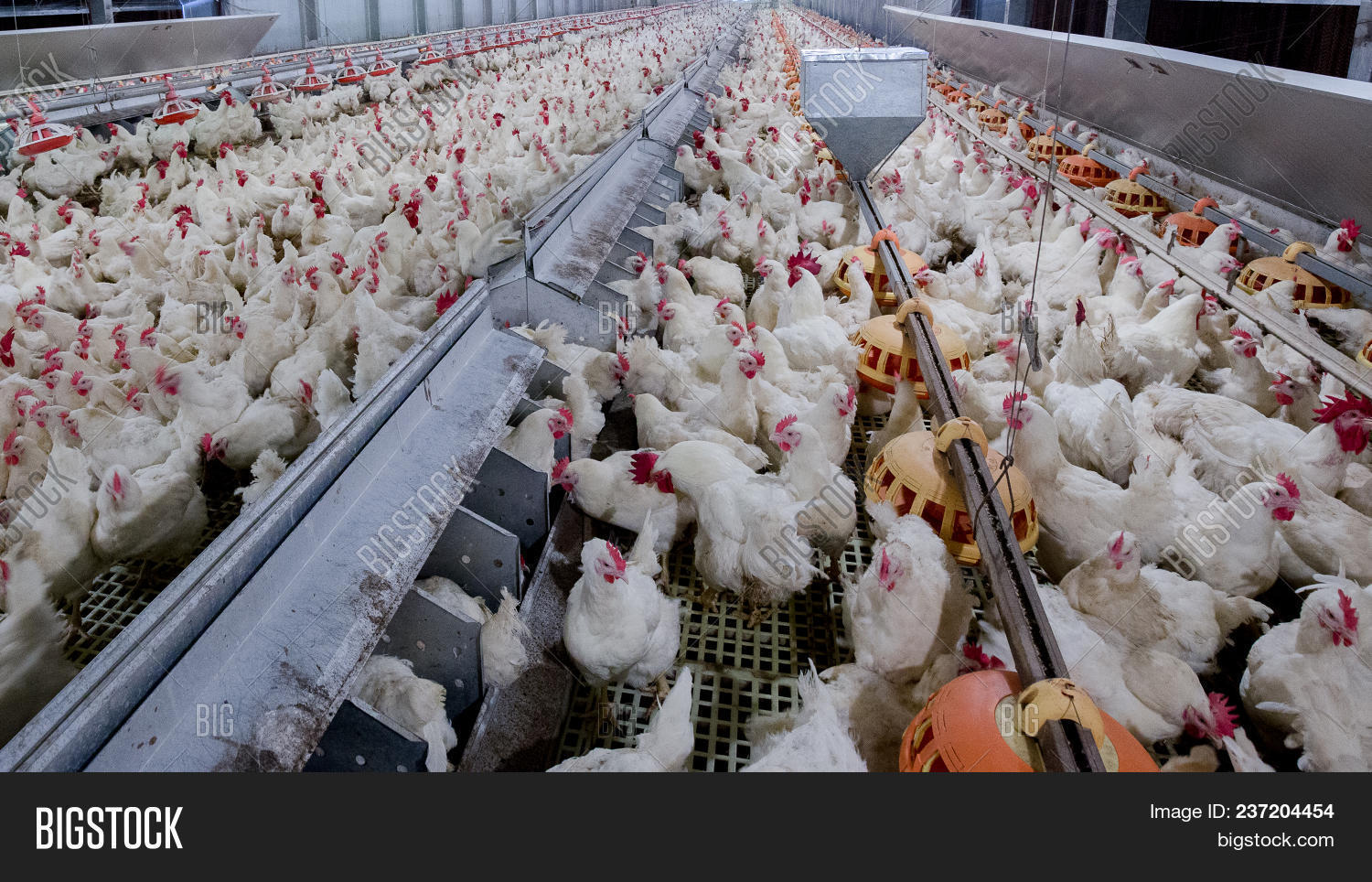 Poultry Farm Business Image & Photo (Free Trial) | Bigstock