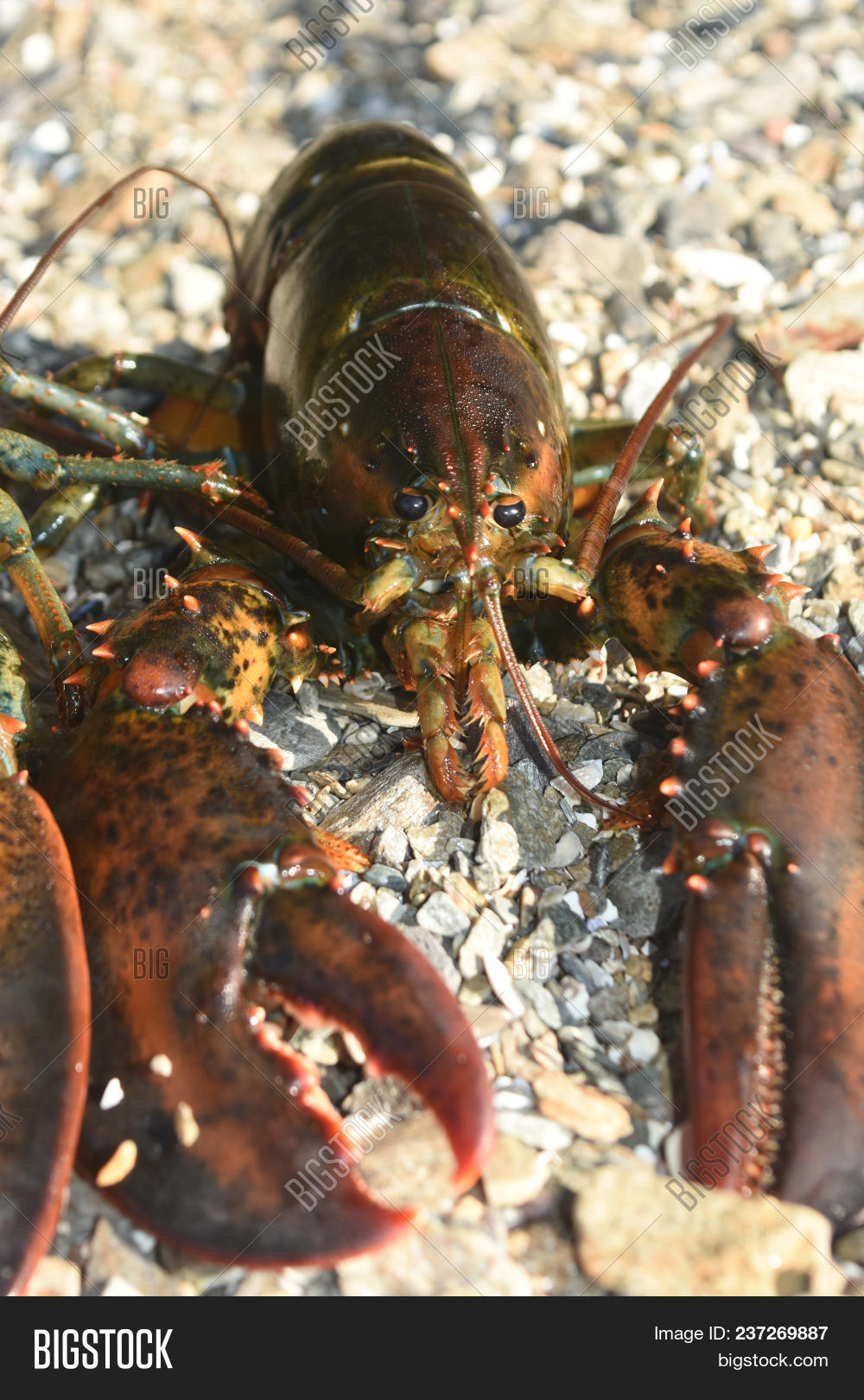 Pretty Lobster Resting Image & Photo (Free Trial) | Bigstock