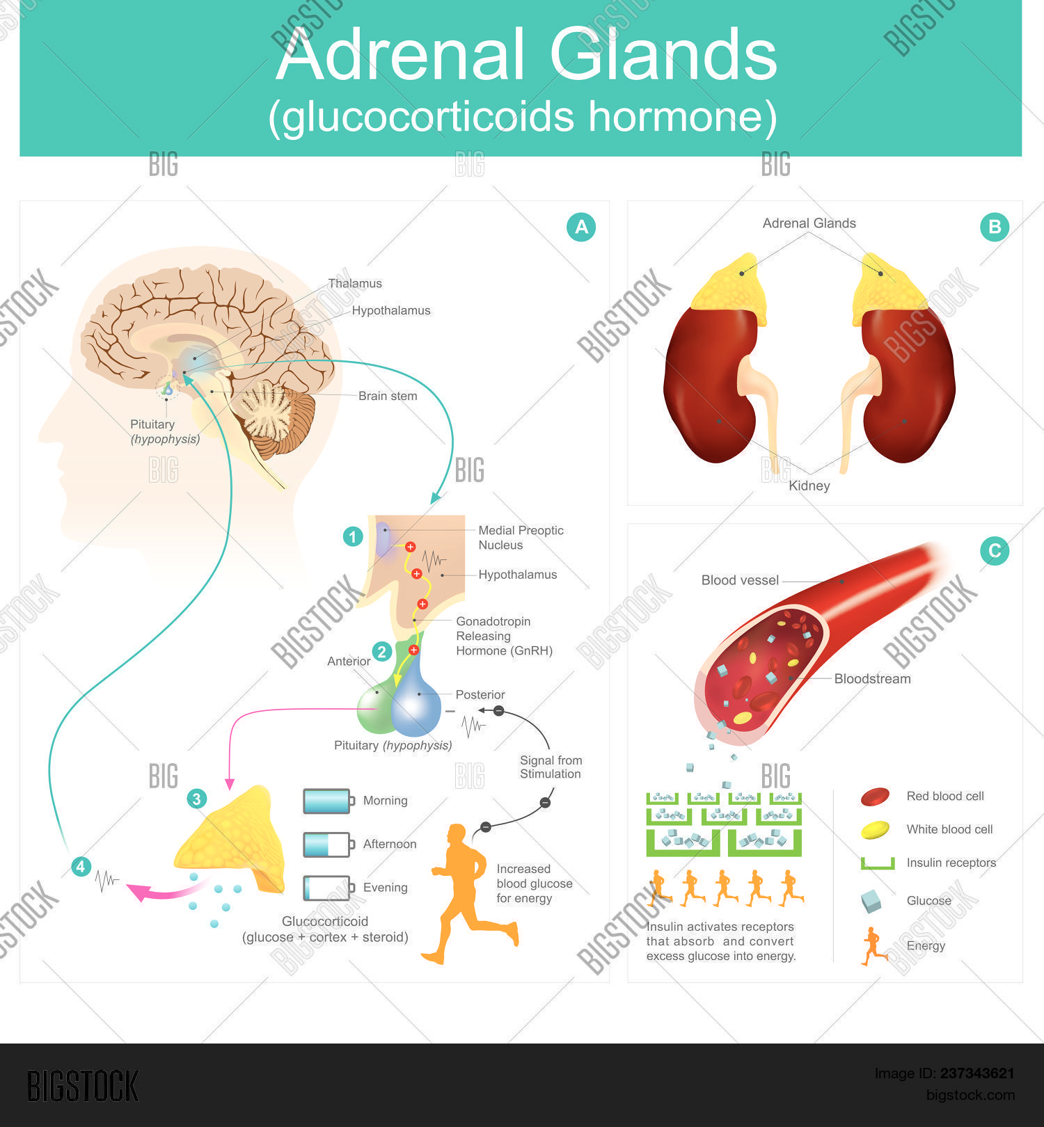 Glucocorticoids Vector & Photo (Free Trial) | Bigstock