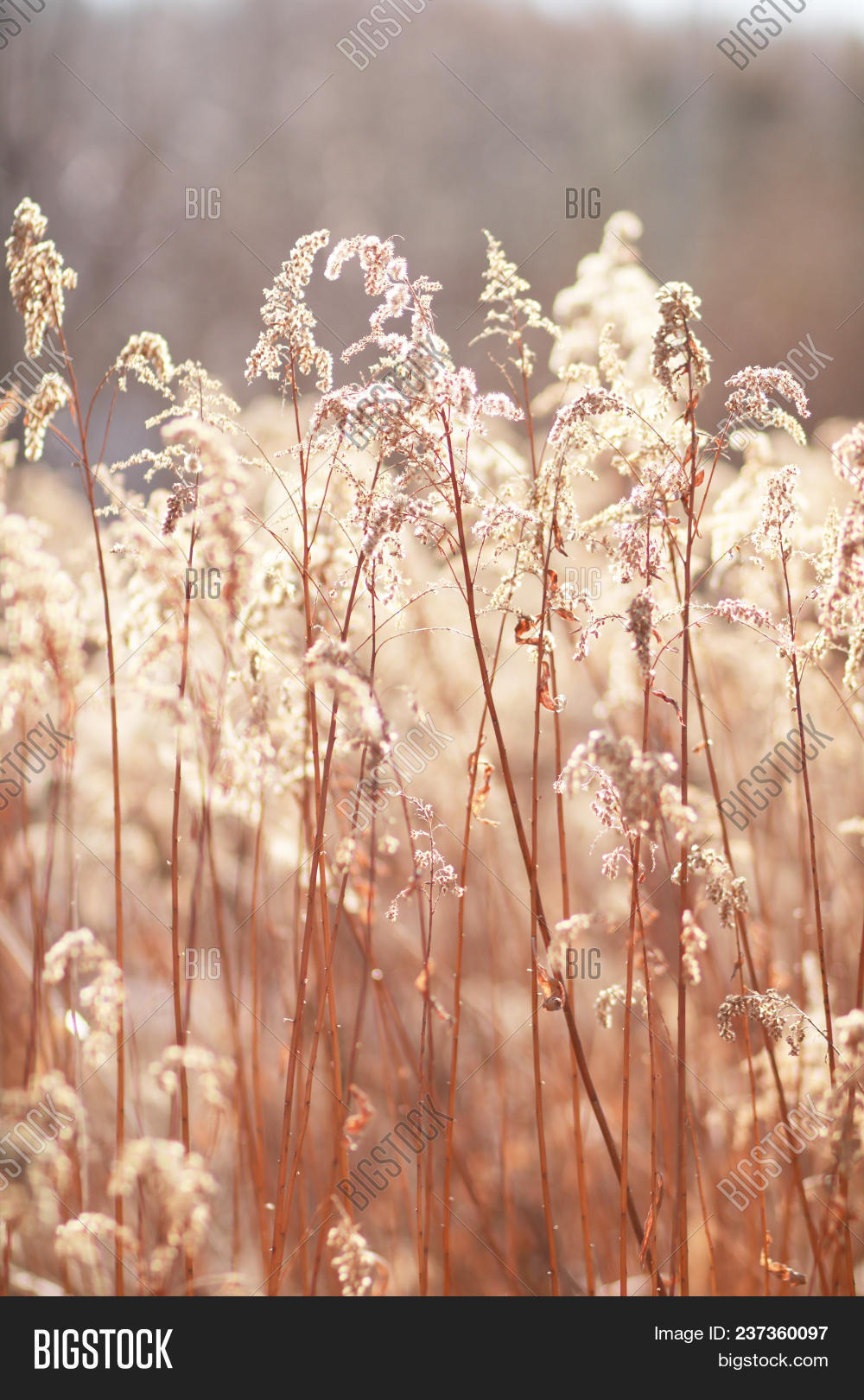 Beautiful Sunset Grass Image & Photo (Free Trial) | Bigstock