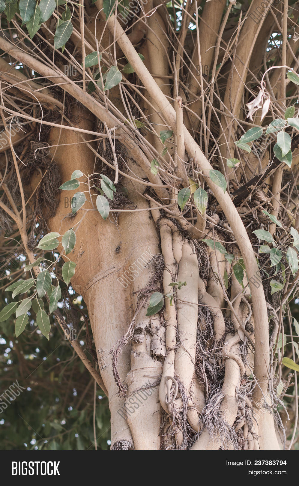 Ficus Macrophylla Image & Photo (Free Trial) | Bigstock