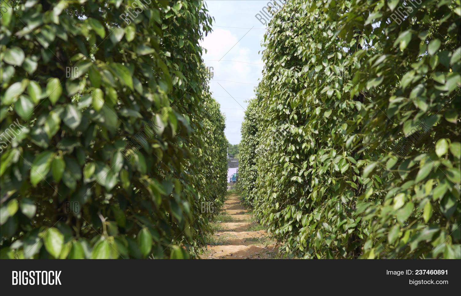 Plantations Black Image & Photo (Free Trial) | Bigstock