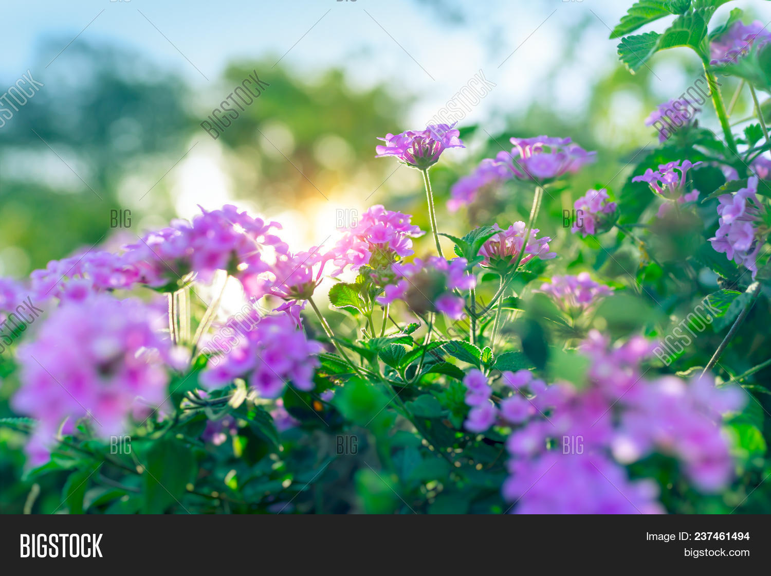 Beautiful Floral Bush Image & Photo (Free Trial) | Bigstock
