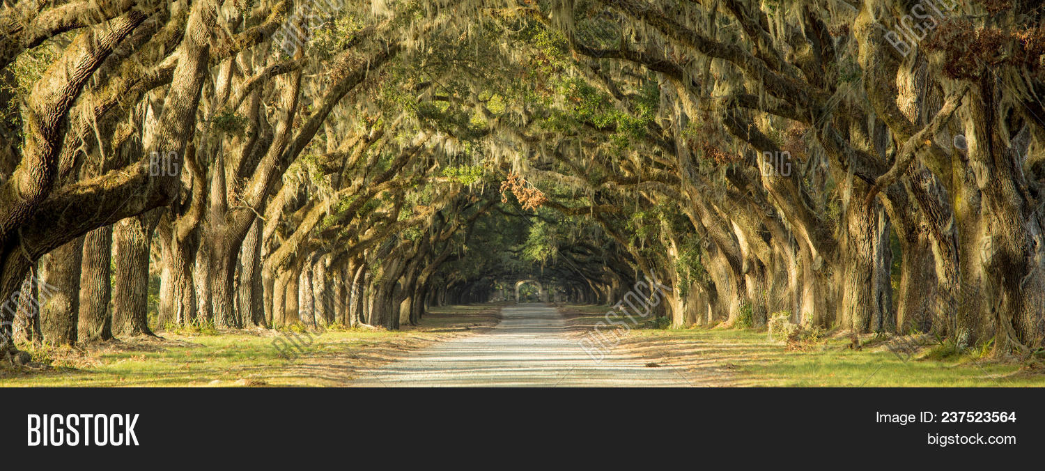 Oak Tree Lined Road Image & Photo (Free Trial) | Bigstock