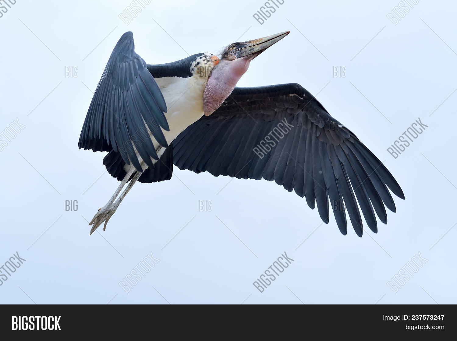 Bird Marabou Marabu Image & Photo (Free Trial) | Bigstock