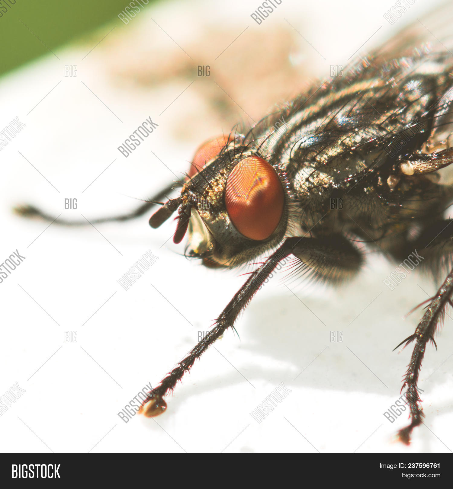 Flesh Fly - Image & Photo (Free Trial) | Bigstock