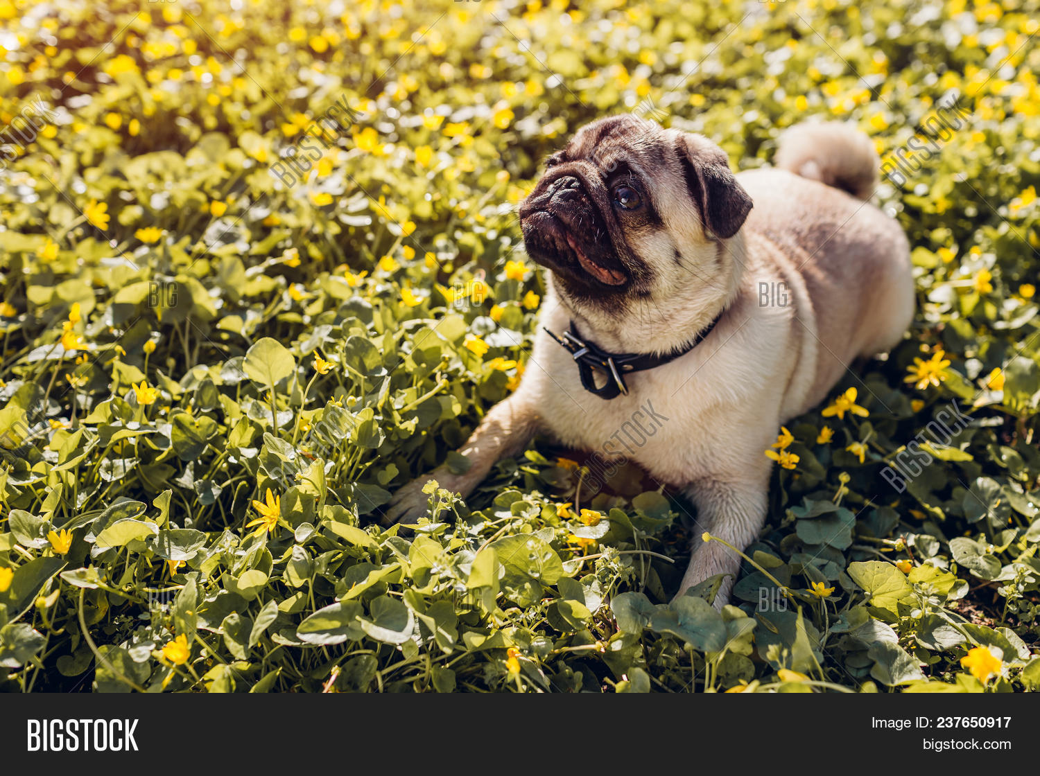 Pug Dog Walking Spring Image & Photo (Free Trial) | Bigstock