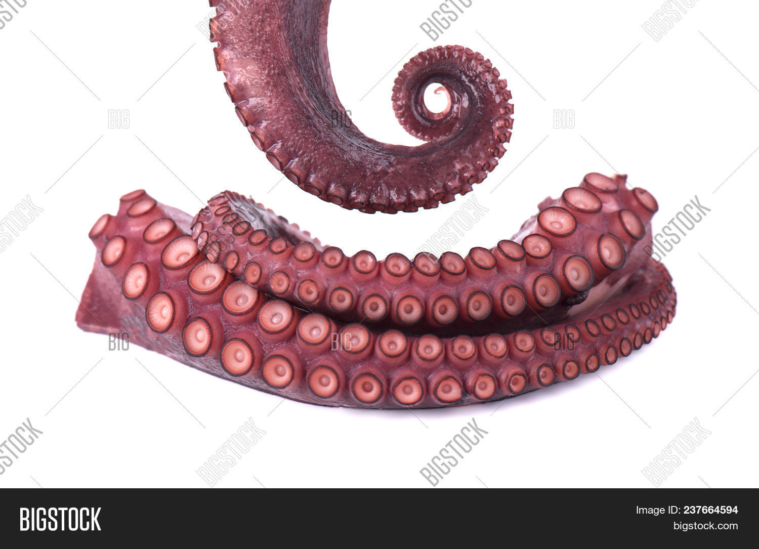 Tentacles Octopus Image & Photo (Free Trial) | Bigstock