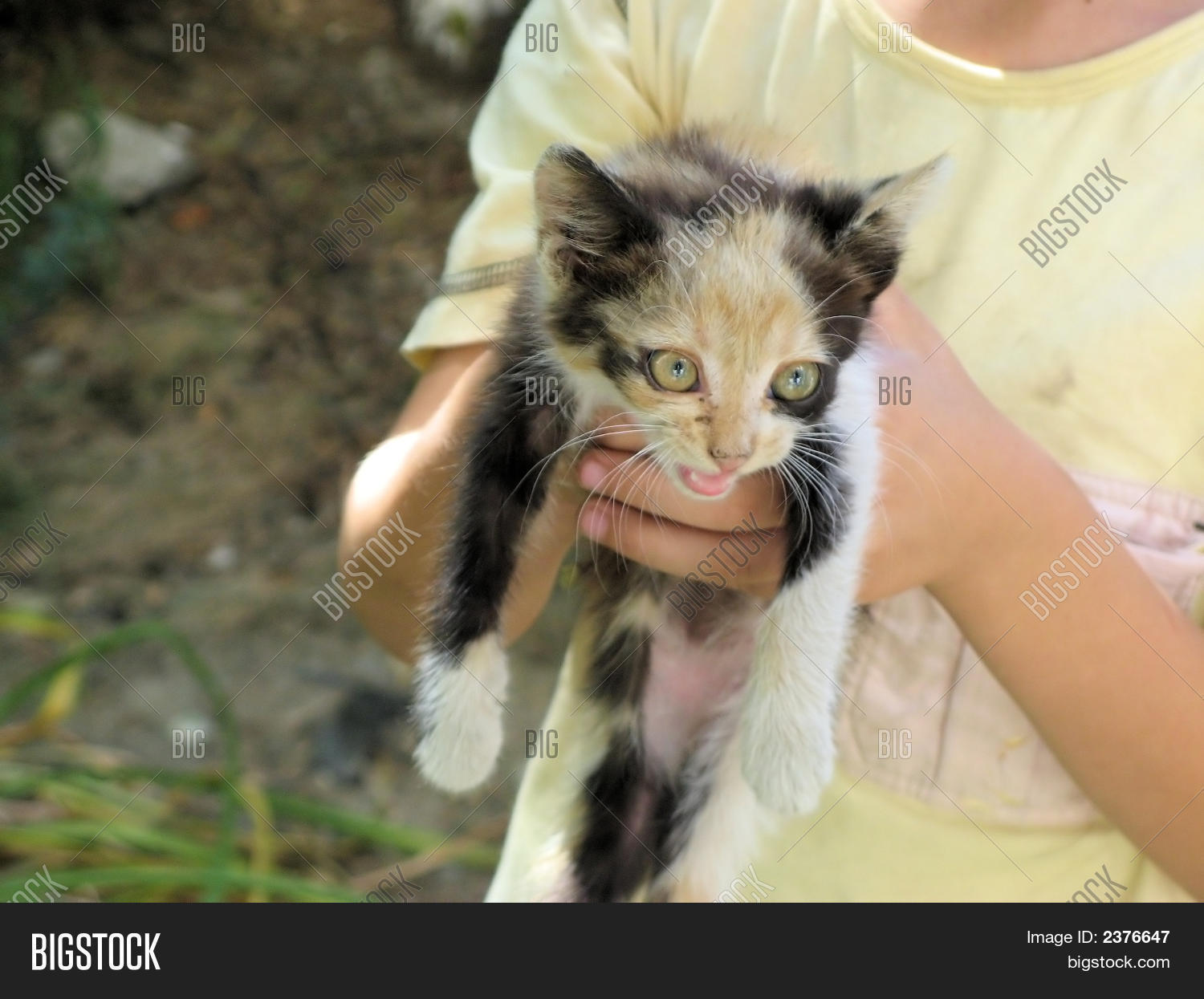 Scared Kitten Image & Photo (Free Trial) | Bigstock