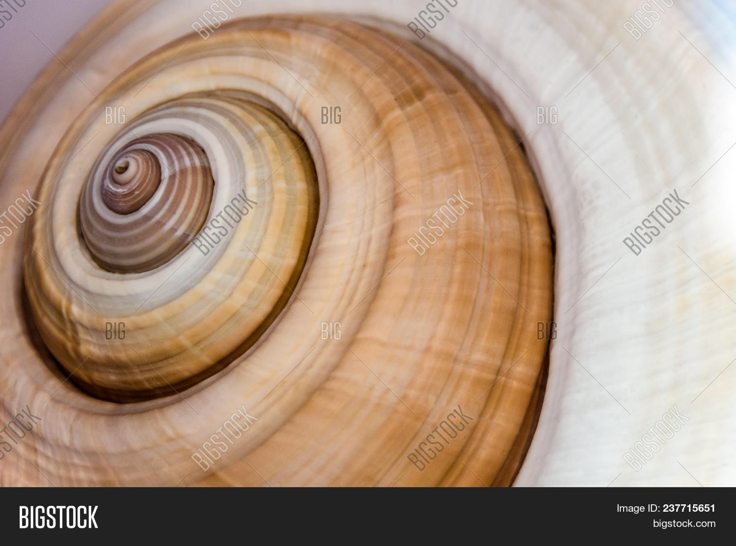 Organic Shell Image & Photo (Free Trial) | Bigstock