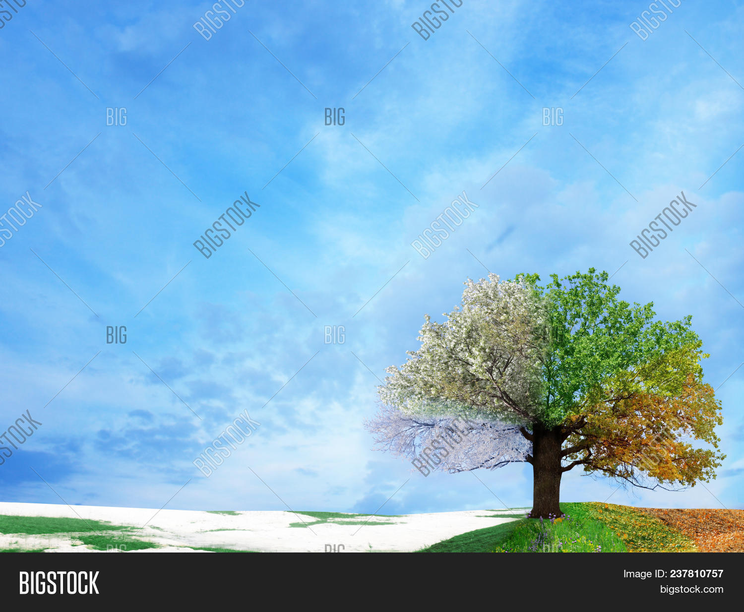 Four Season Tree. Image & Photo (Free Trial) | Bigstock