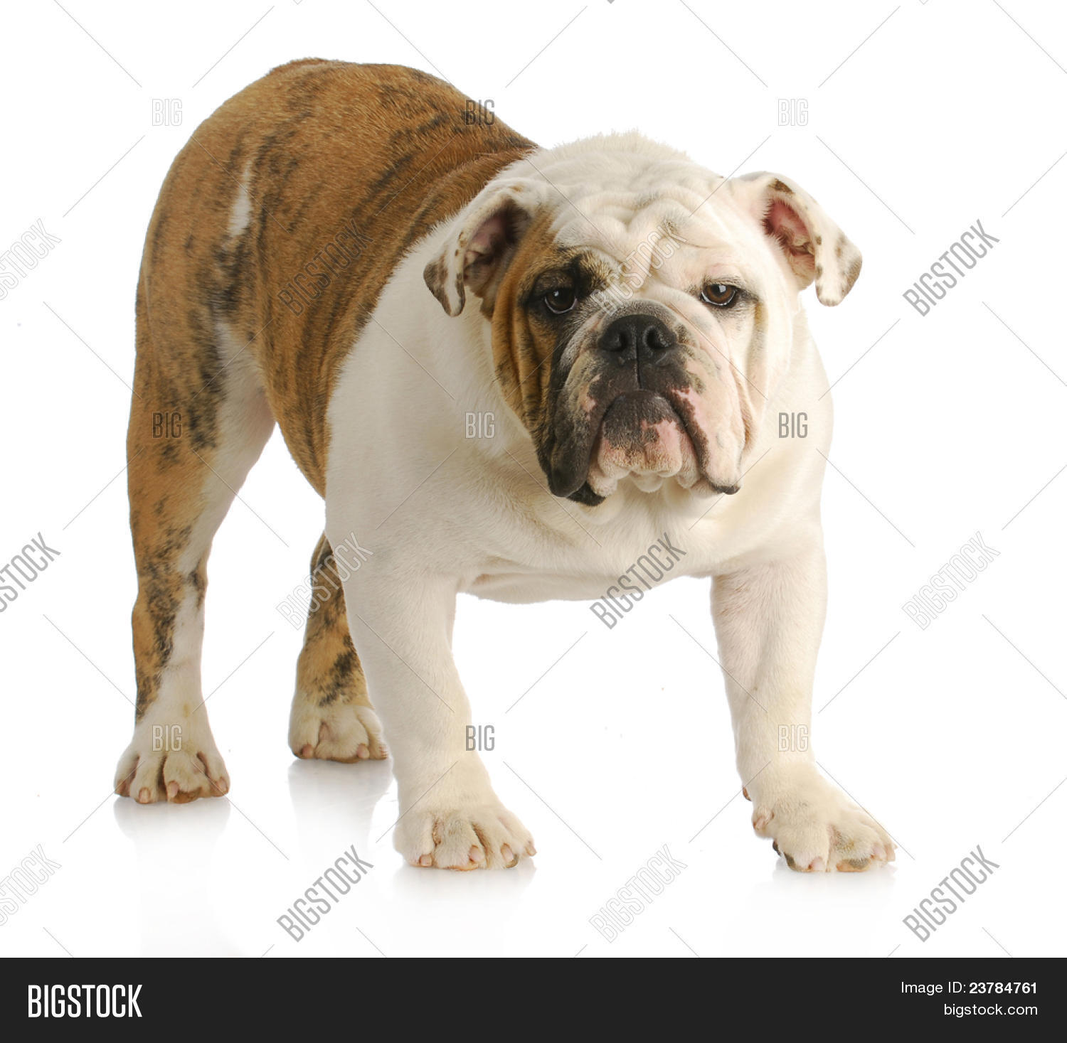 English Bulldog Image & Photo (Free Trial) | Bigstock