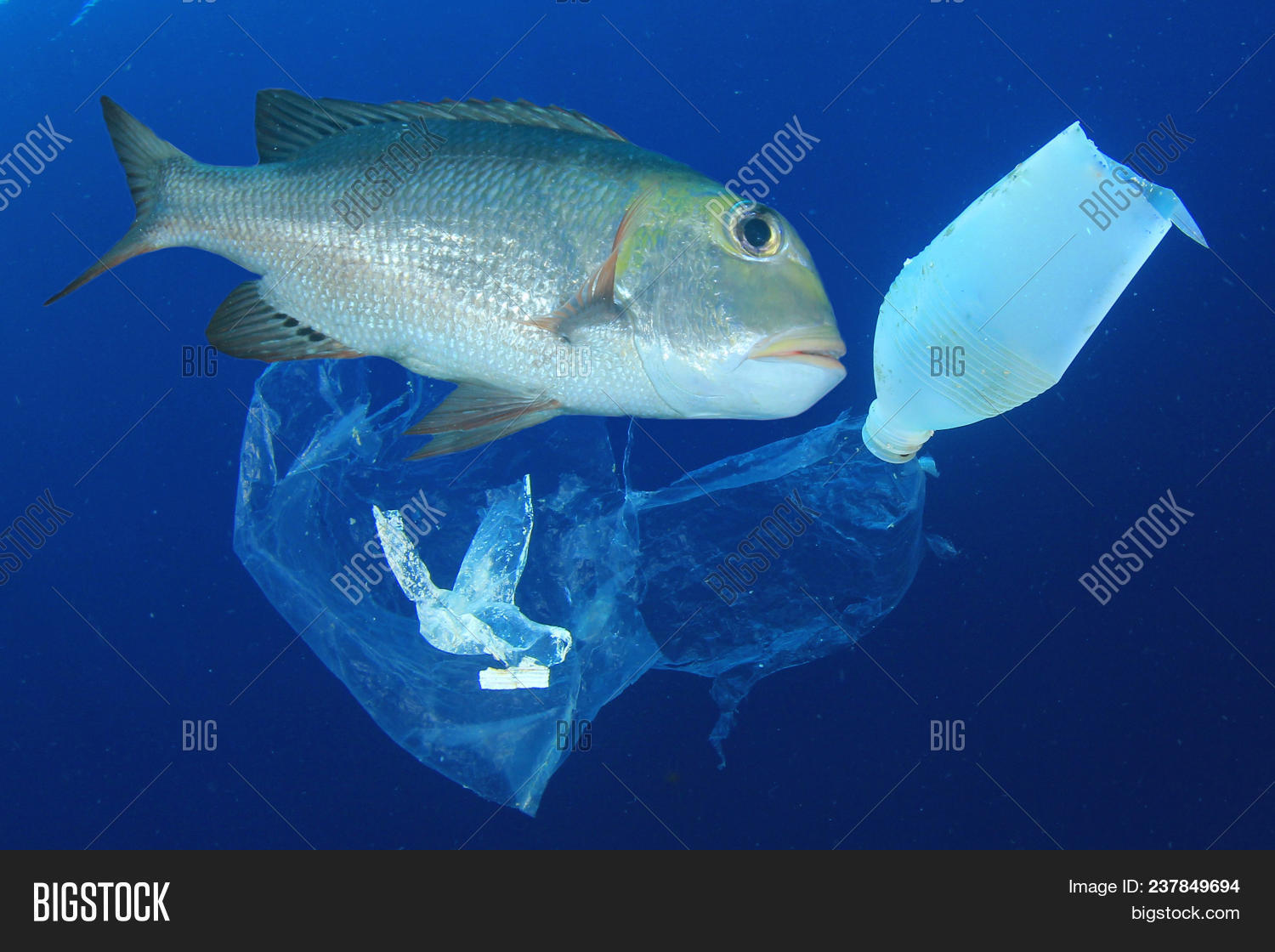 Fish Plastic Pollution Image & Photo (Free Trial) | Bigstock