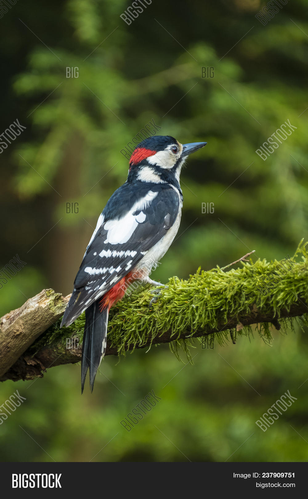 Great Spotted Image & Photo (Free Trial) | Bigstock