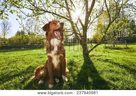 Dog Under Tree Images, Illustrations & Vectors (Free) - Bigstock