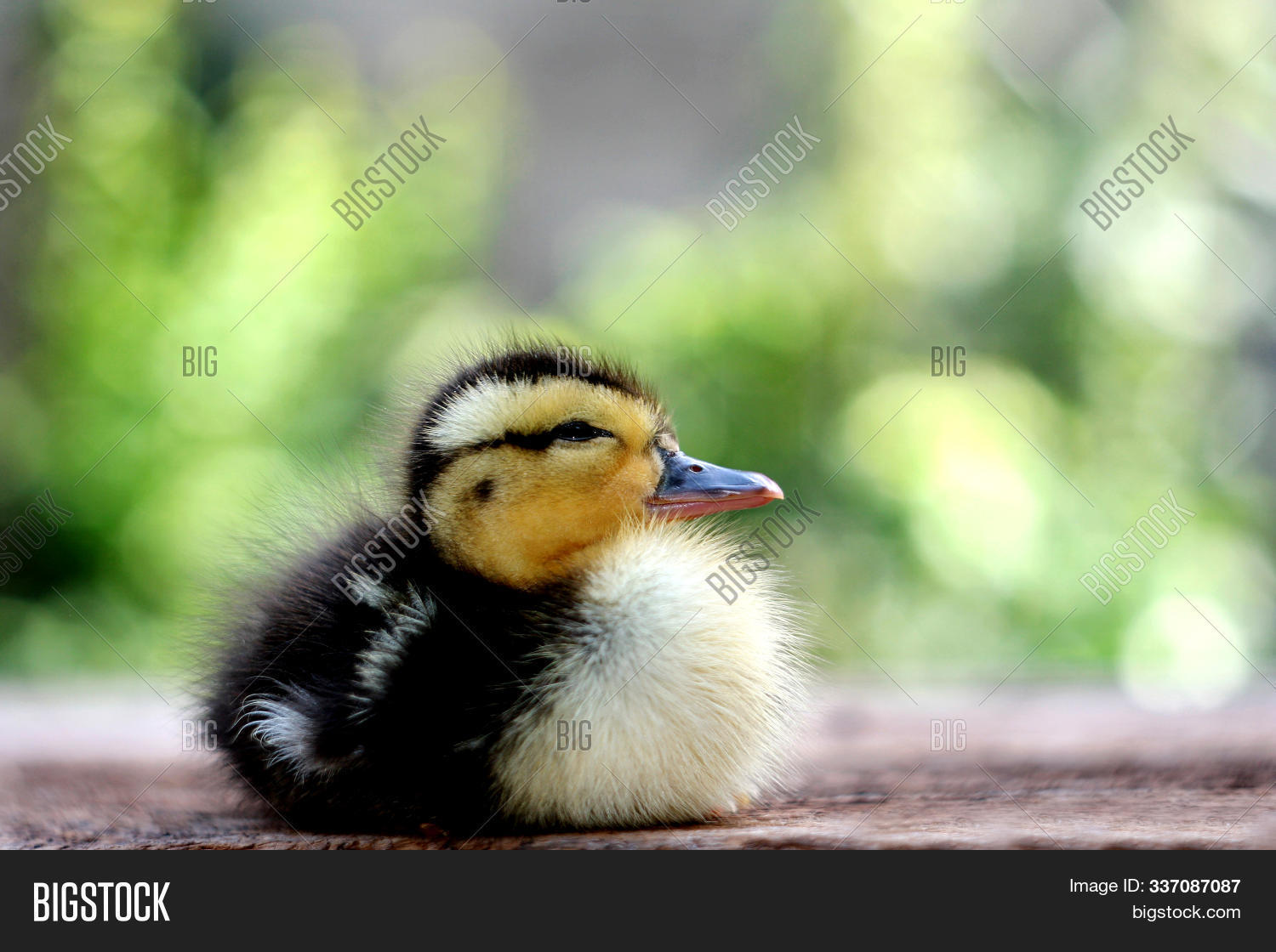 Adorable Baby Duckling