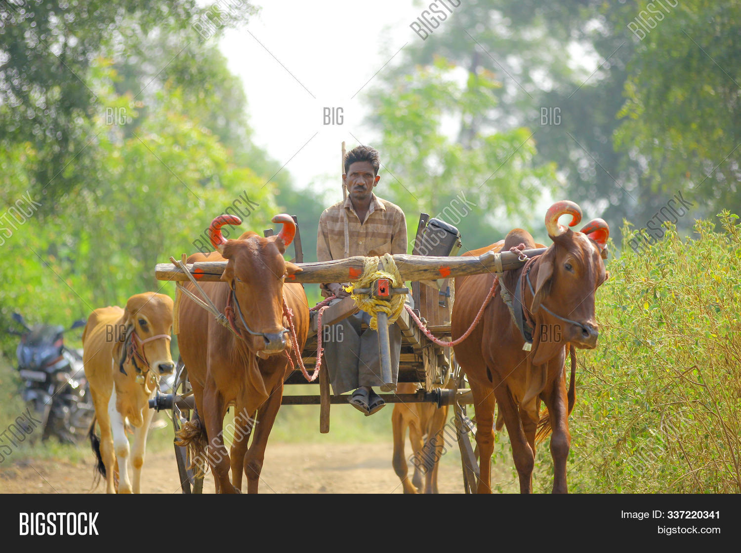 Indian Farmer On Bull Image & Photo (Free Trial) | Bigstock