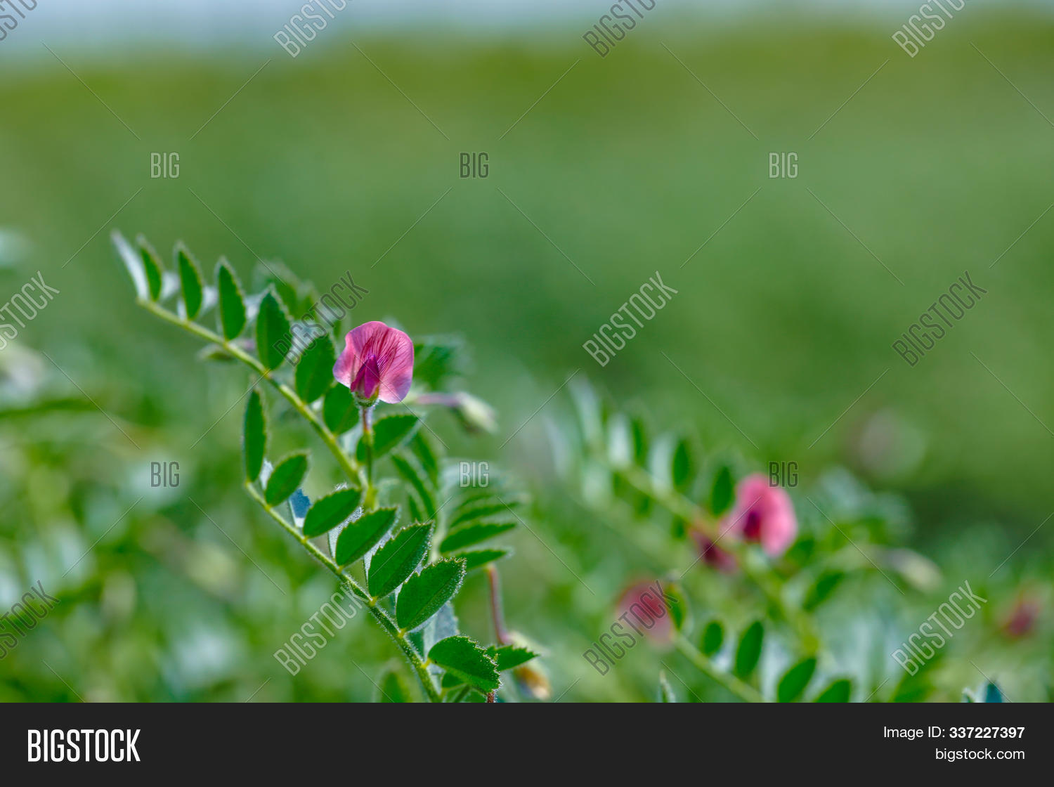 Fresh Green Chickpeas Image & Photo (Free Trial) | Bigstock