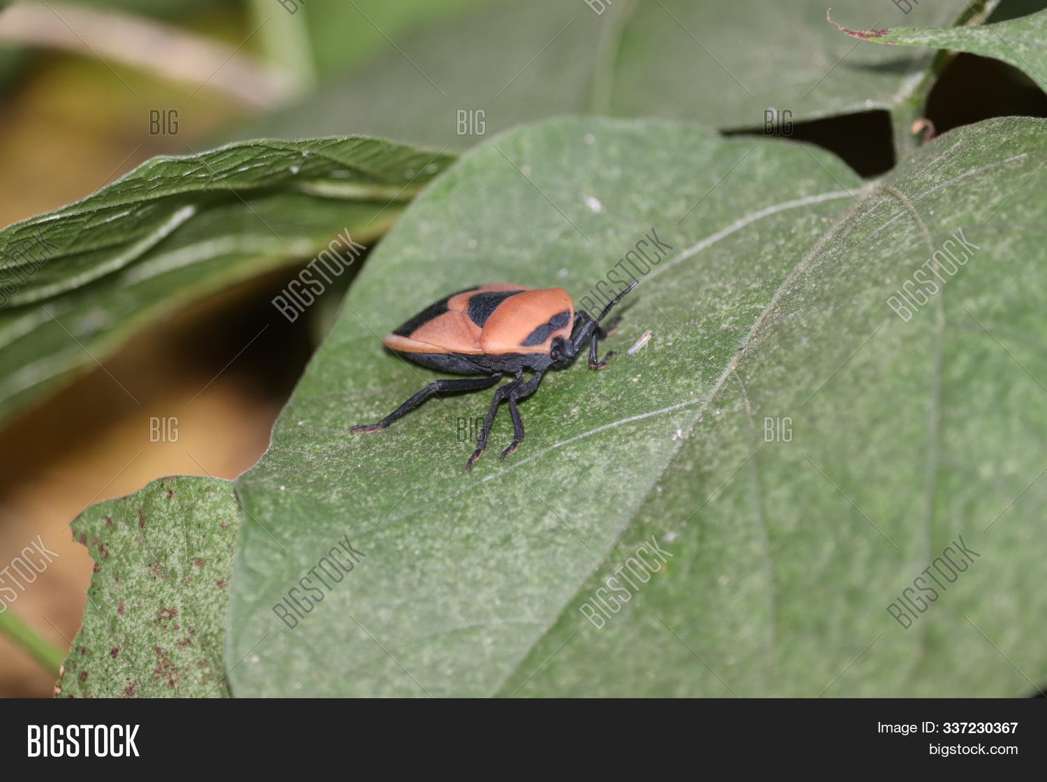 Fire Bug(insect) Image & Photo (Free Trial) | Bigstock