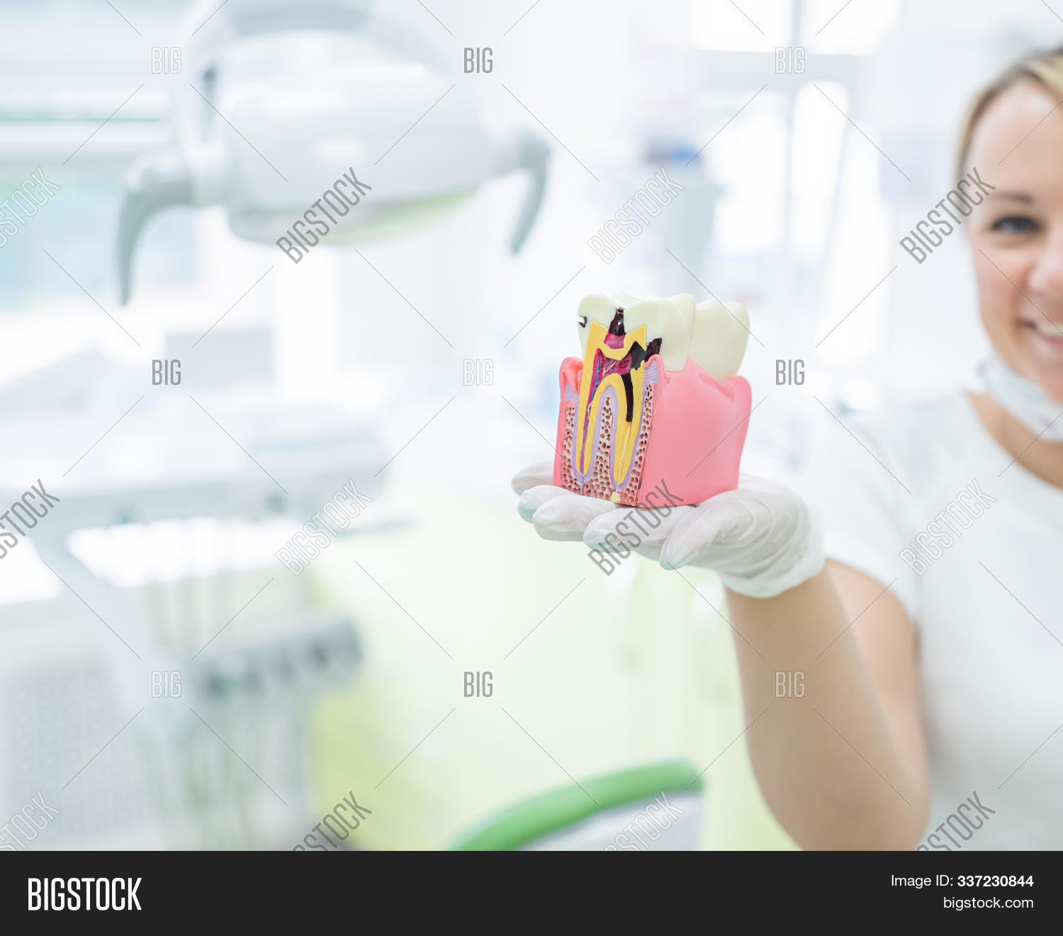 Anatomy Dental Model Image & Photo (Free Trial) | Bigstock