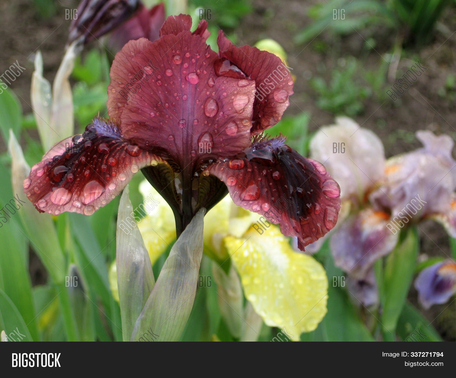Colorful Irises Garden Image & Photo (Free Trial) | Bigstock