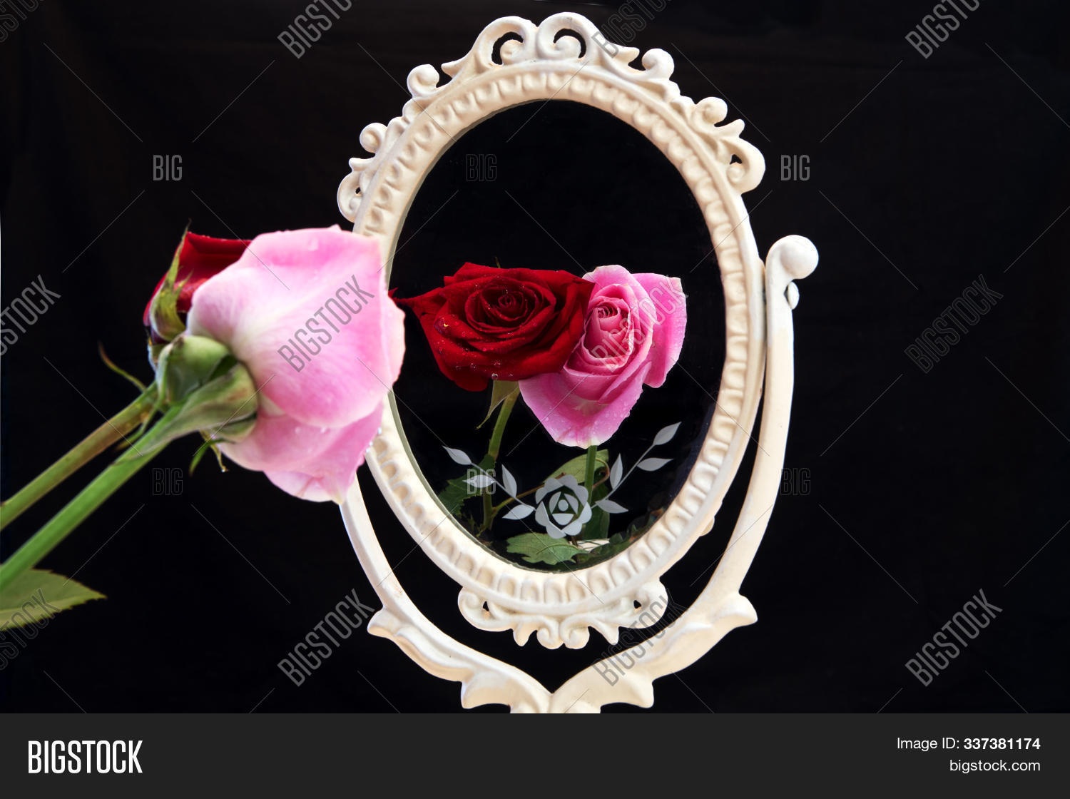 Reflection Rose Image & Photo (Free Trial) | Bigstock