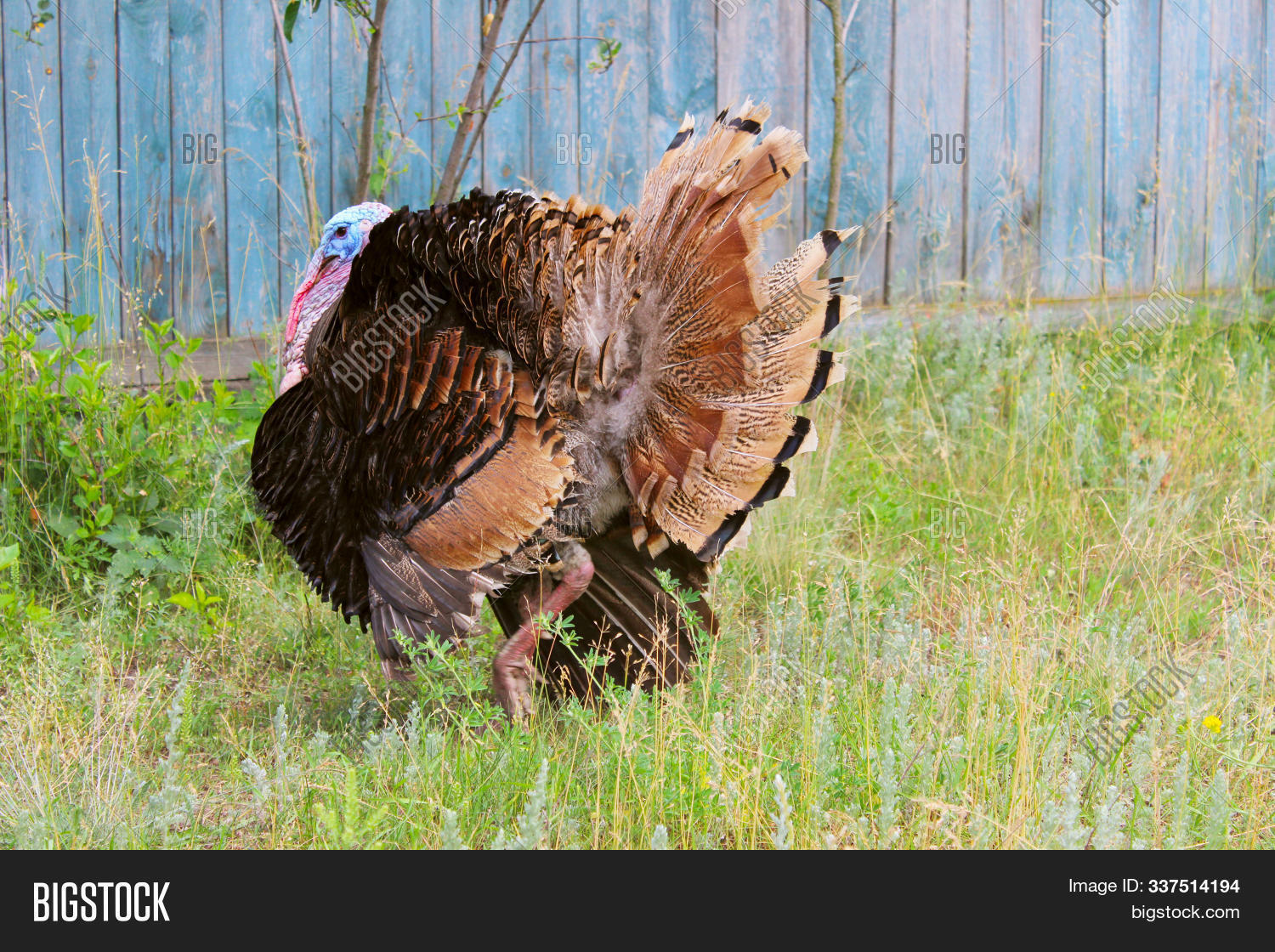 Portrait Turkey Male Image & Photo (Free Trial) | Bigstock