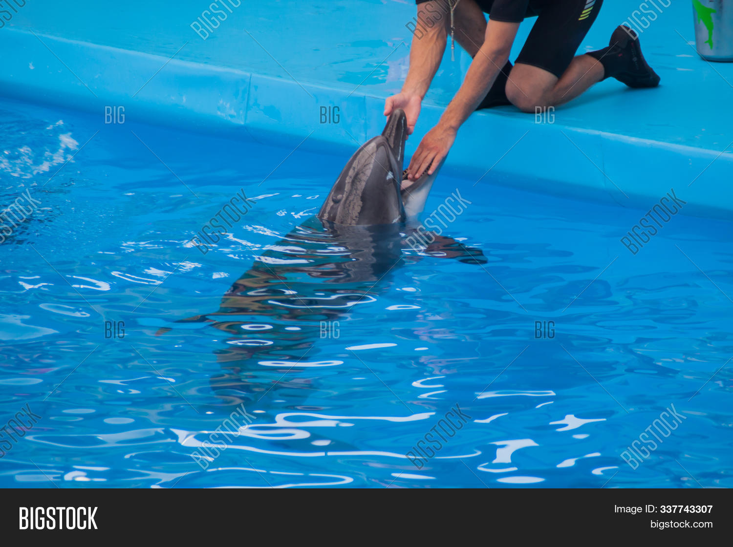 Veterinarian Examines Image & Photo (Free Trial) | Bigstock
