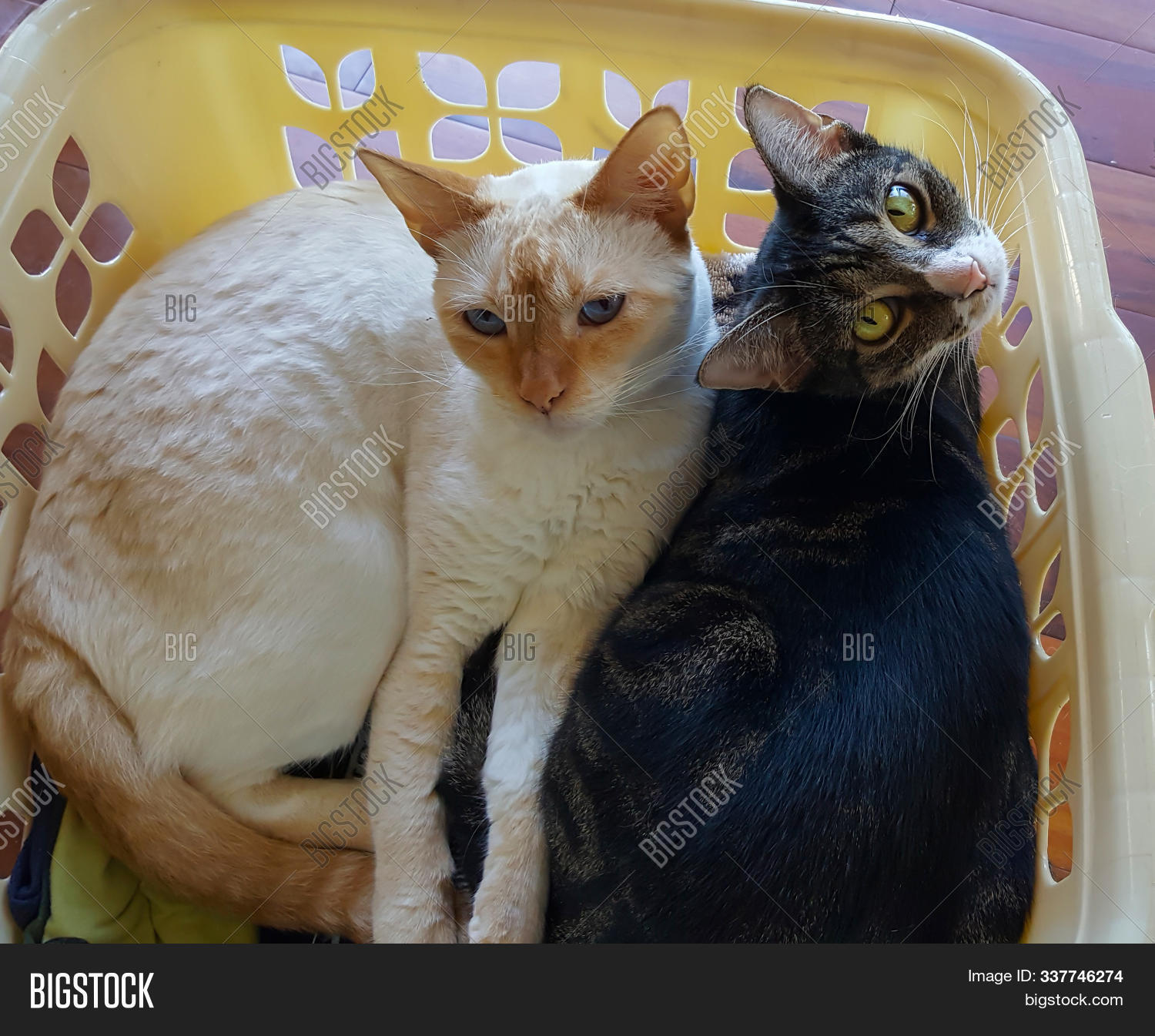 Two Adorable Cats Image & Photo (Free Trial) | Bigstock