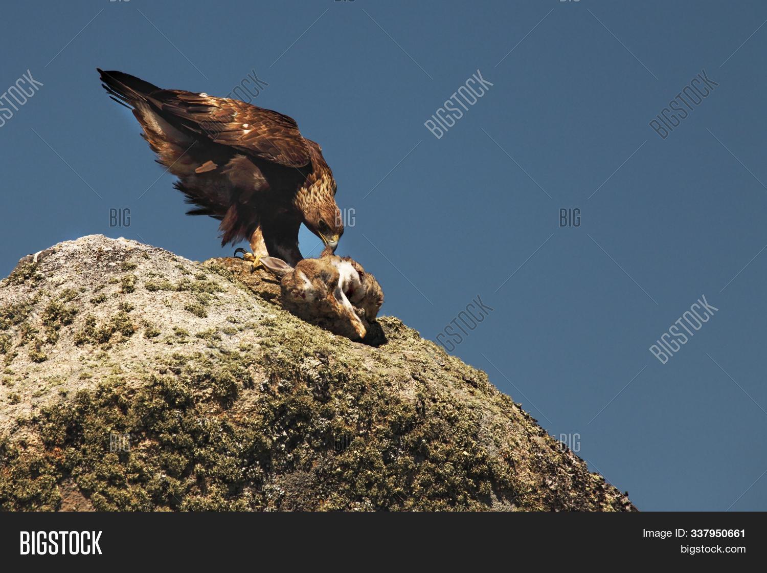 Golden Eagle Hunting Rabbit
