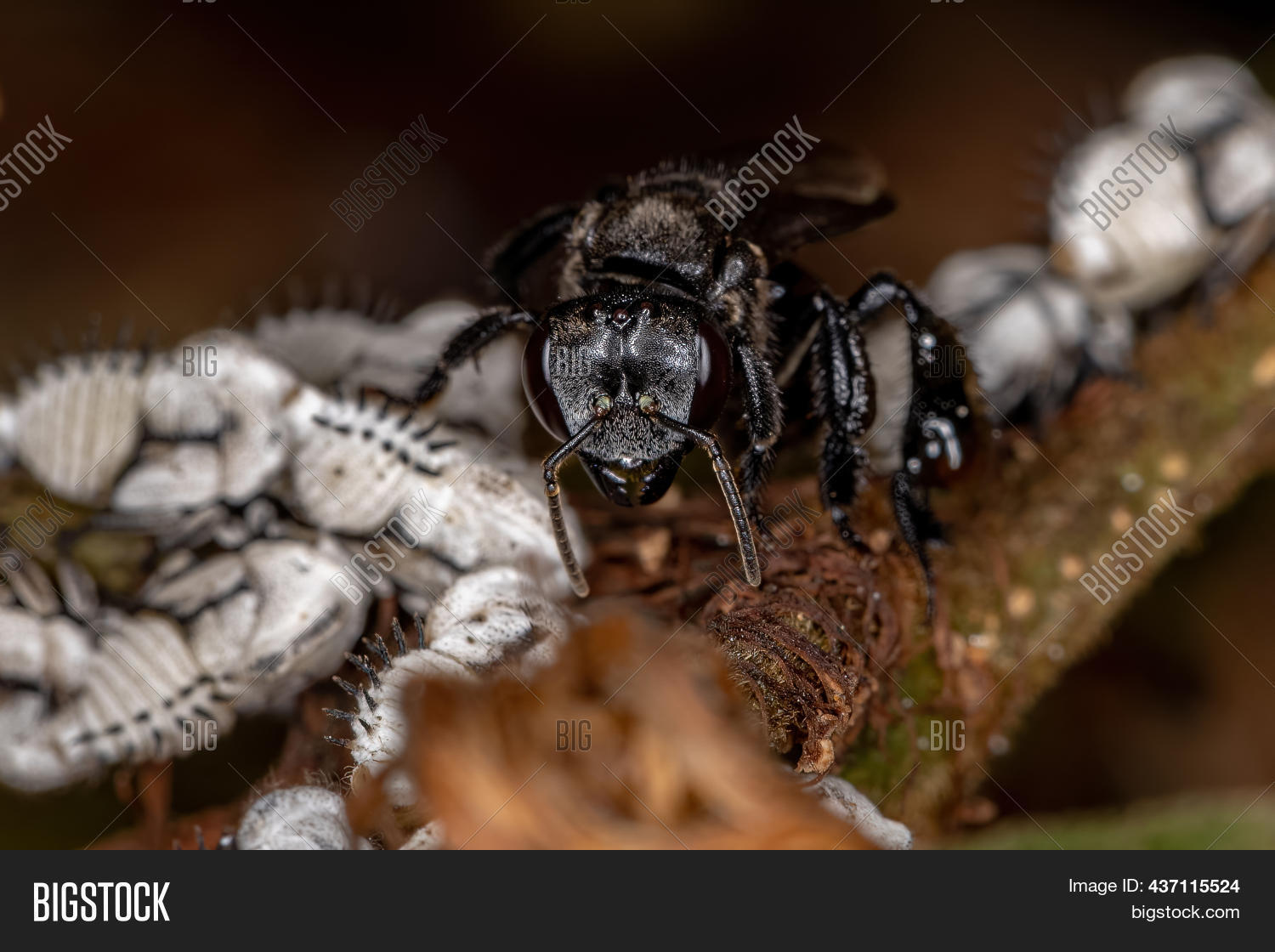 Adult Stingless Bee Image & Photo (Free Trial) | Bigstock