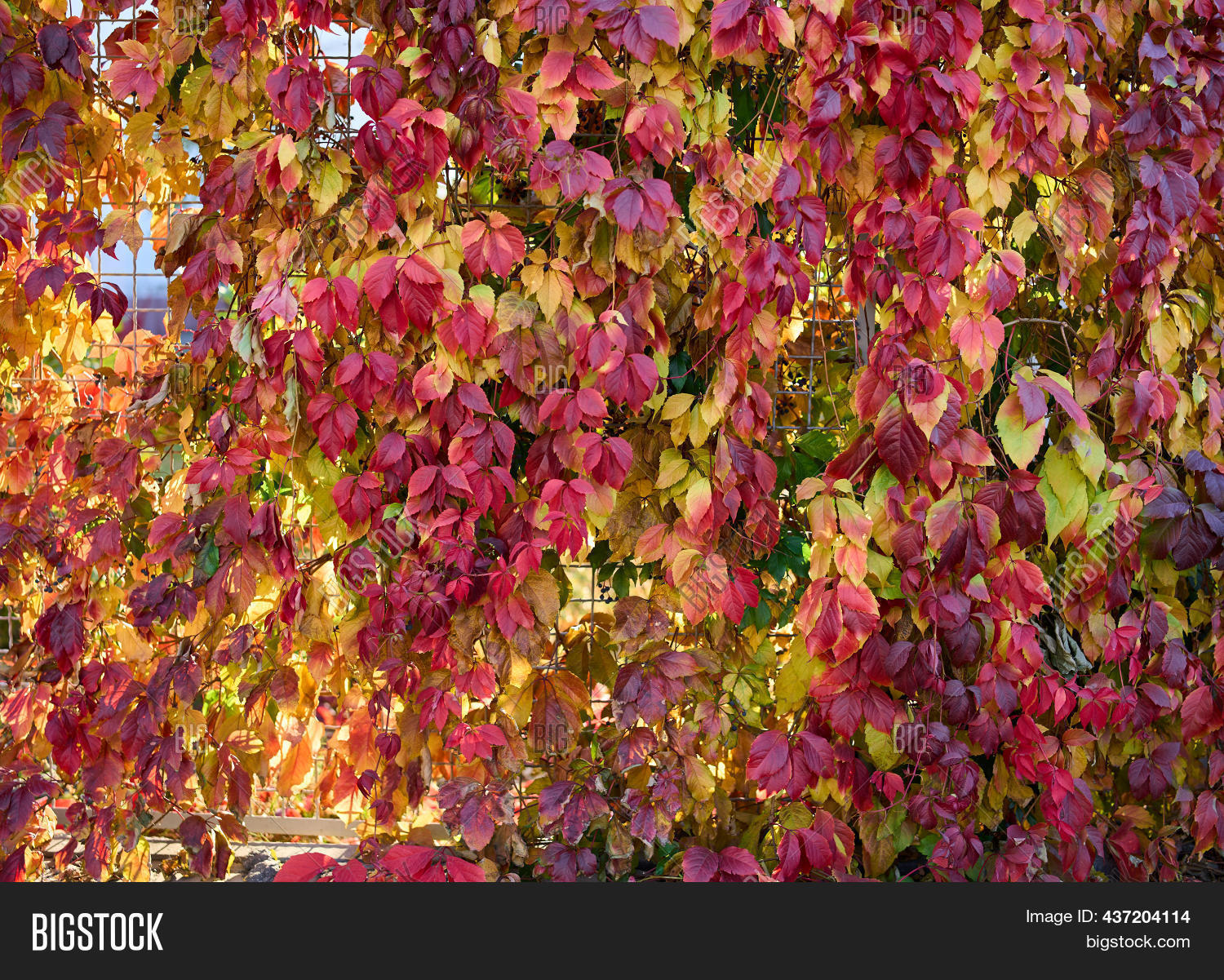 Beautiful Jagged Red Image & Photo (Free Trial) | Bigstock