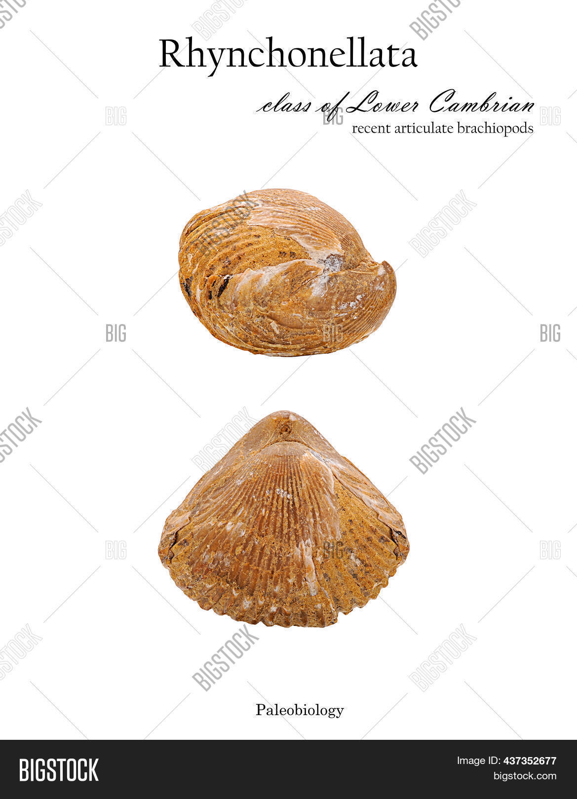 Fossil Shell Mollusc Image & Photo (Free Trial) | Bigstock