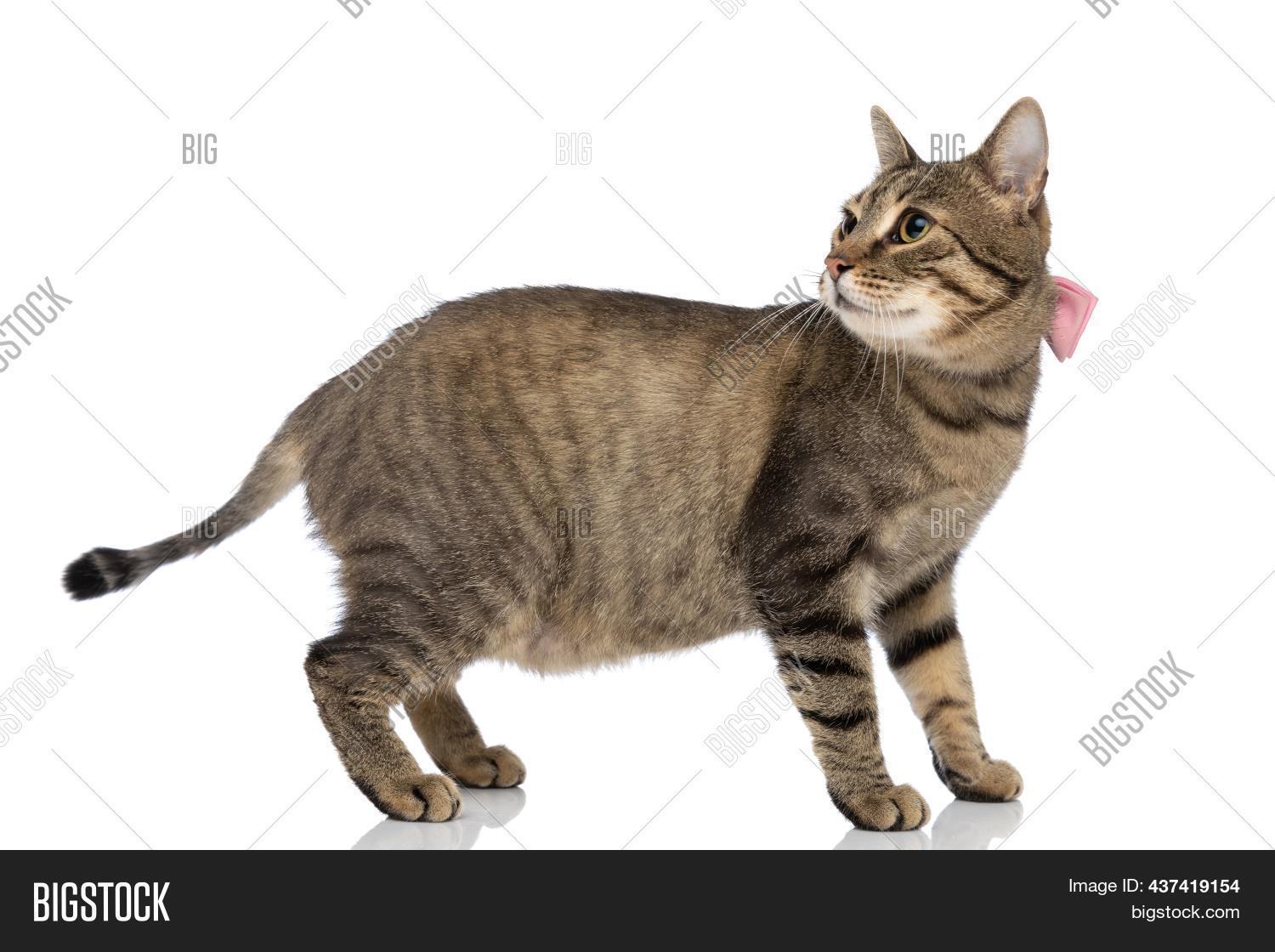 Little Metis Cat Image & Photo (Free Trial) | Bigstock