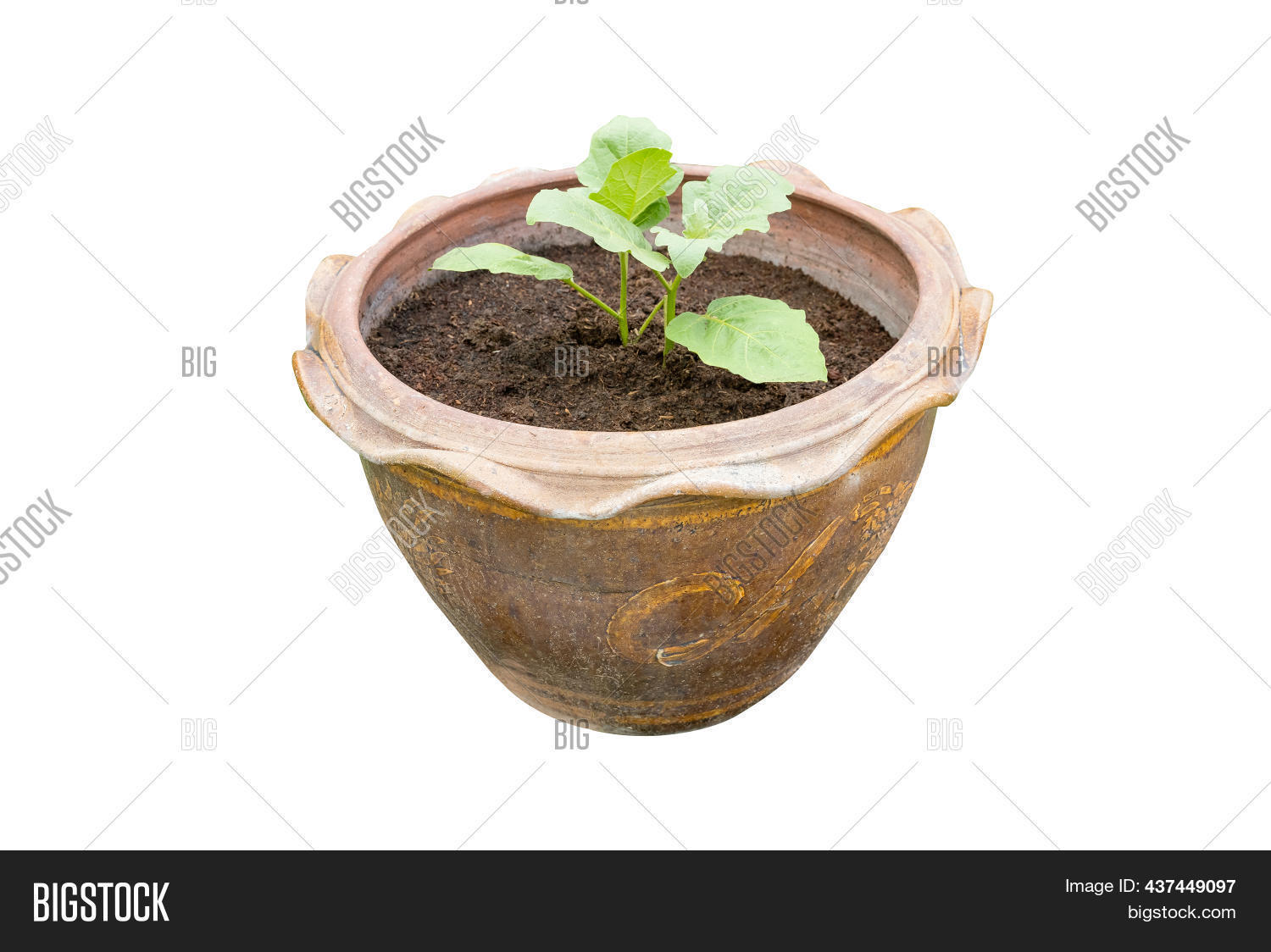 Small Tree Plantation Image & Photo (Free Trial) | Bigstock