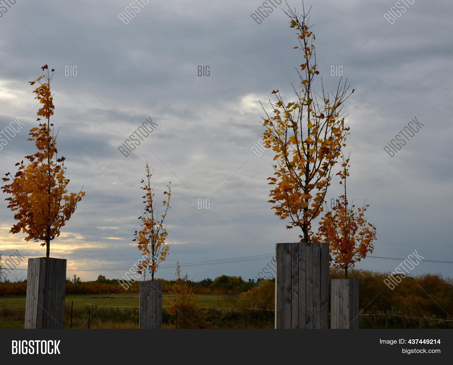 Gottingen Mini Pigs Image & Photo (Free Trial) | Bigstock